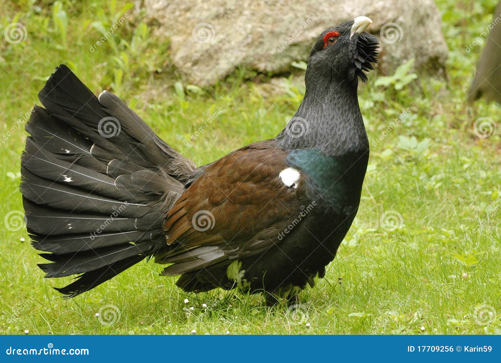 Western Capercaillie stock photo. Image of wild, feathers - 17709256
