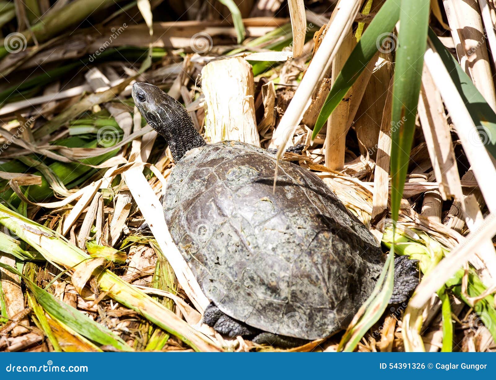The Caspian Turtle. Mauremys Caspica Royalty-Free Stock Image ...