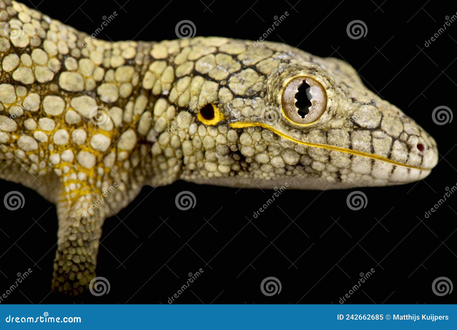 Western Chameleon Gecko Eurydactylodes Occidentalis Stock Image - Image ...