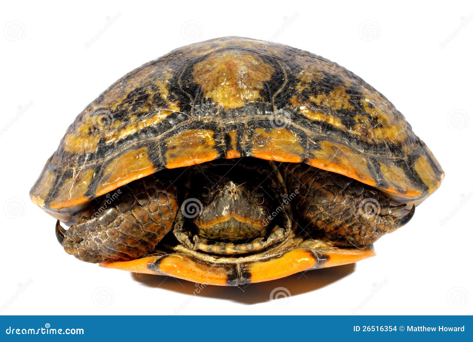 Western Chicken Turtle stock photo. Image of shell, green - 26516354