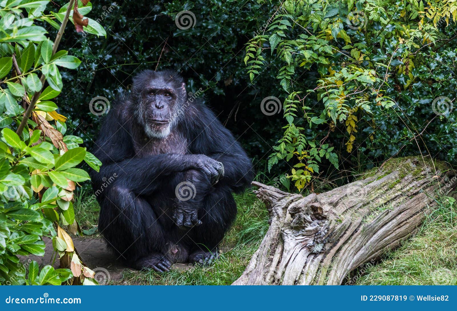 Western Chimpanzee Looking at the Camera Stock Image - Image of peace ...