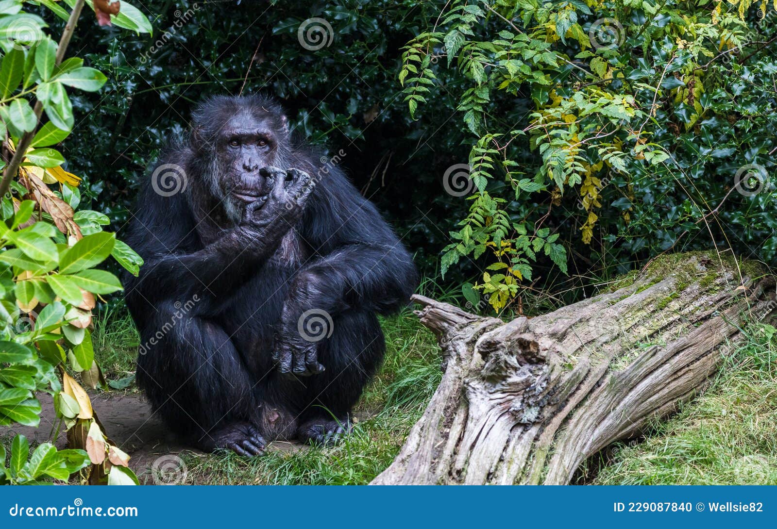 Western Chimpanzee Scratching His Face Stock Photo - Image of close ...