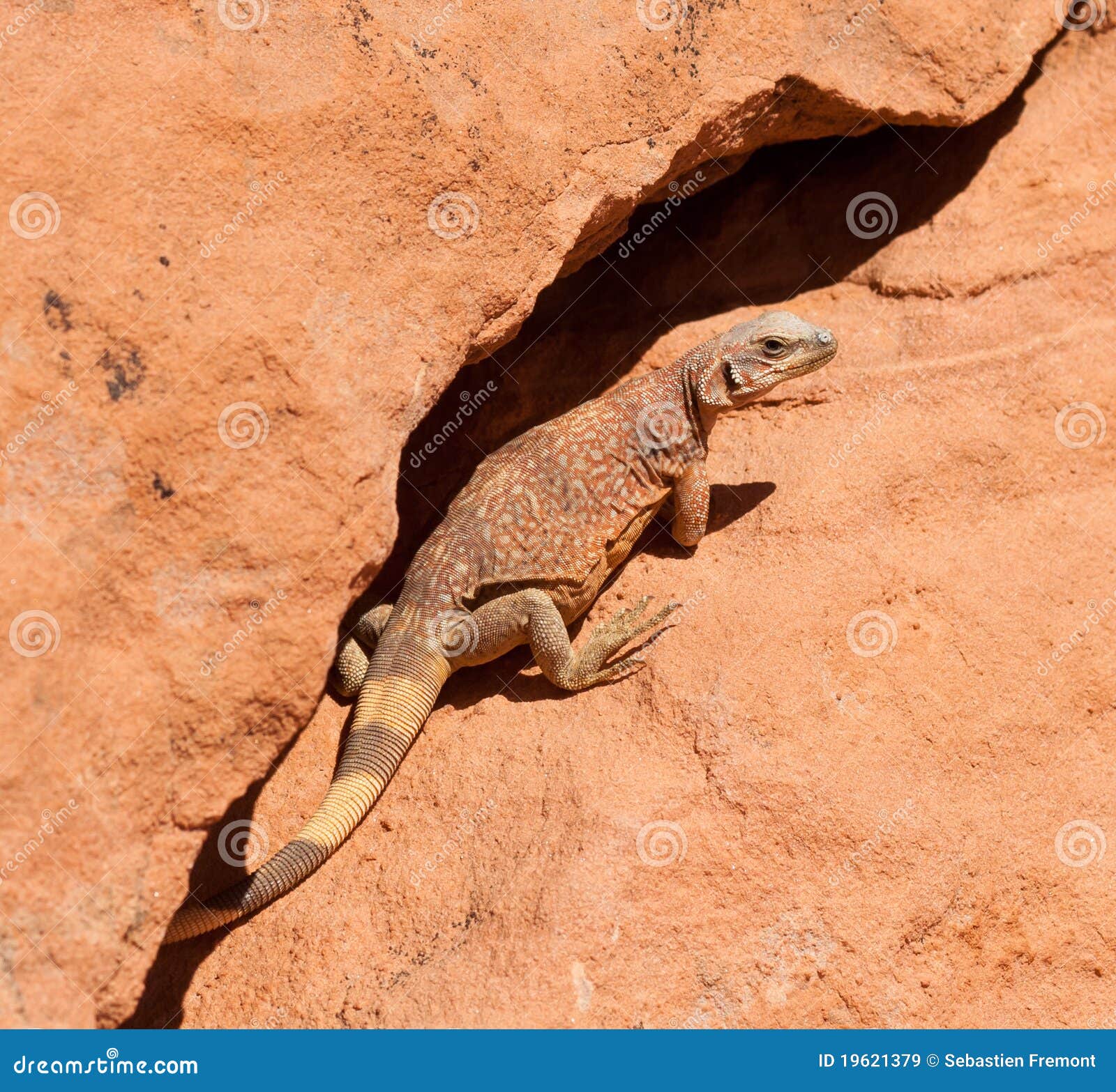 Western Chuckwalla stock image. Image of reptile, habitat - 19621379