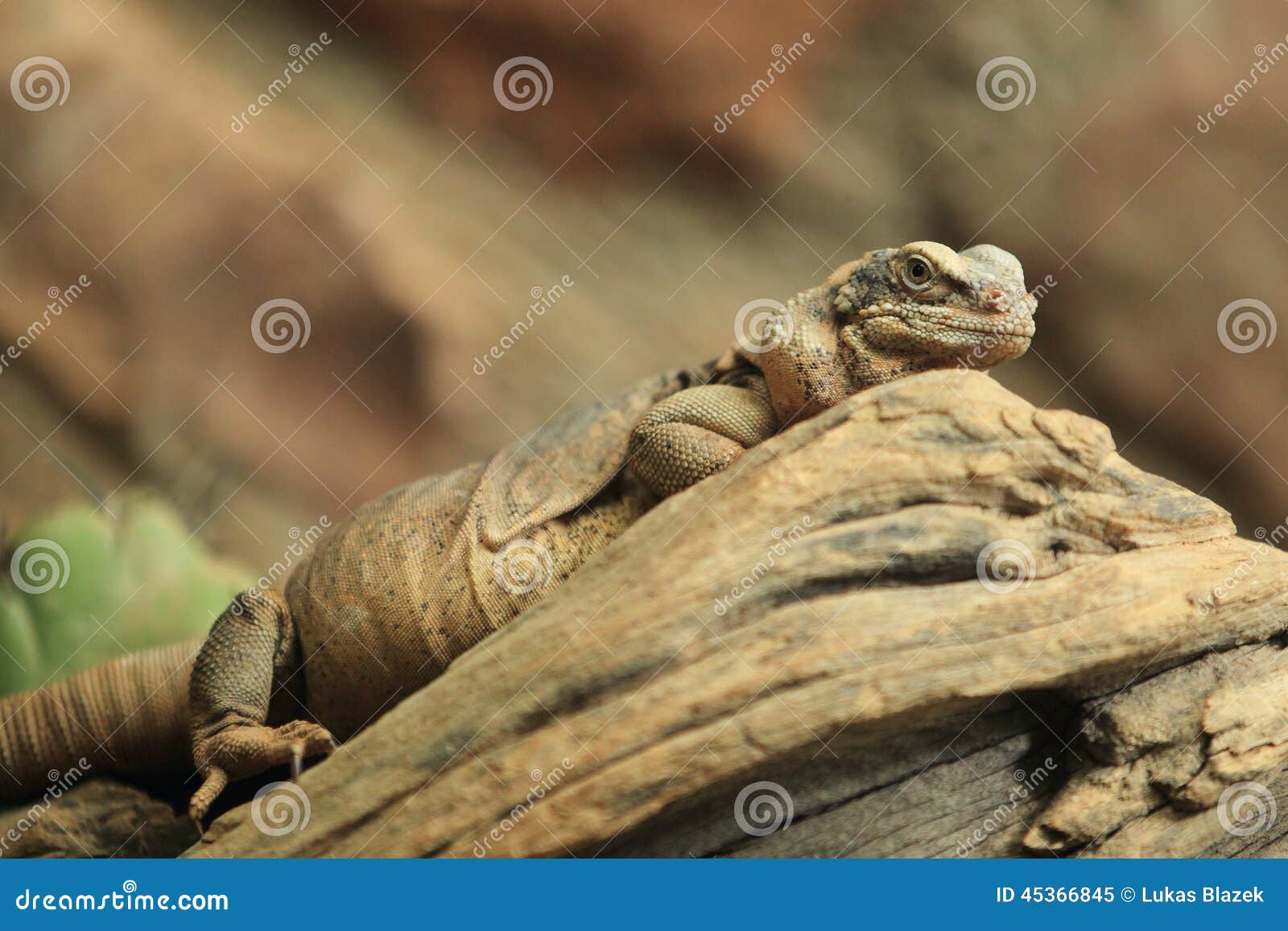 Western chuckwalla stock image. Image of america, ater - 45366845