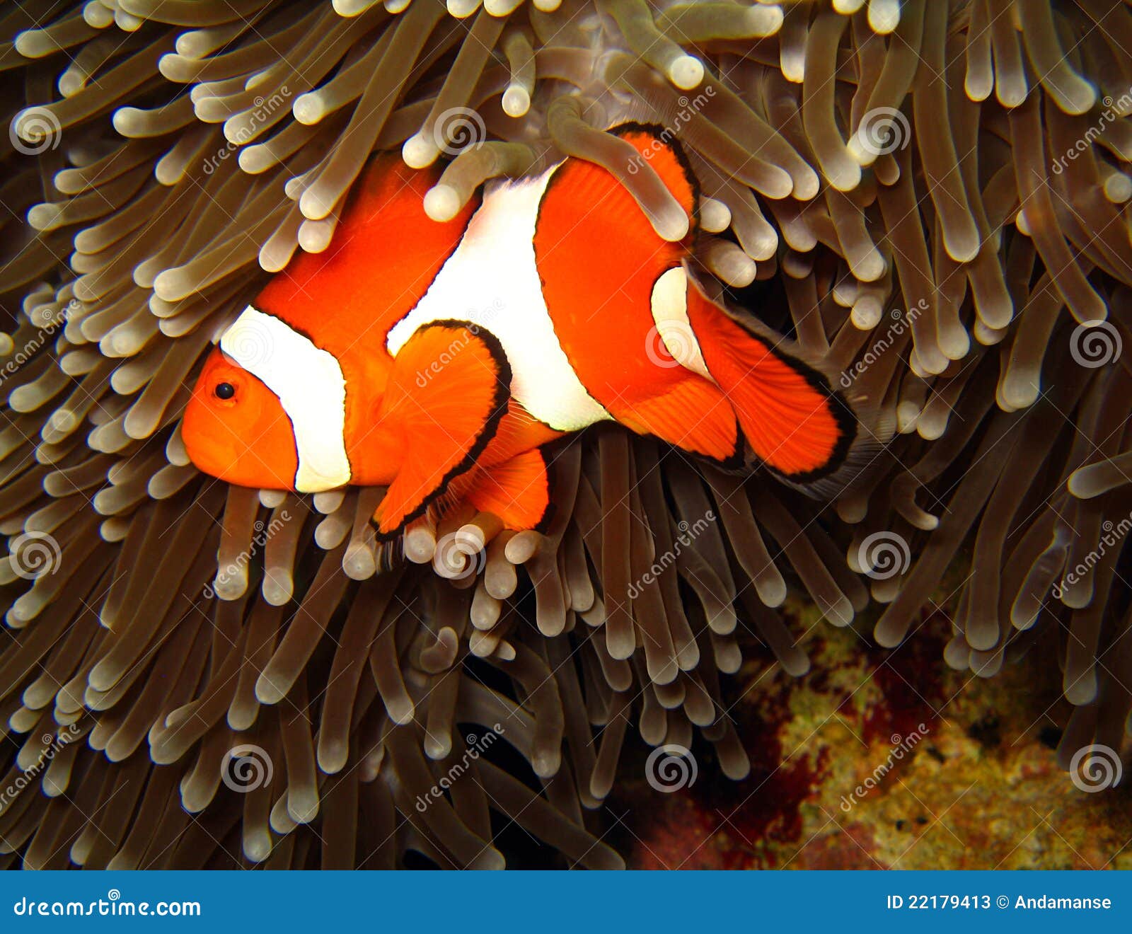 Western Clown-anemonefish stock image. Image of island - 22179413