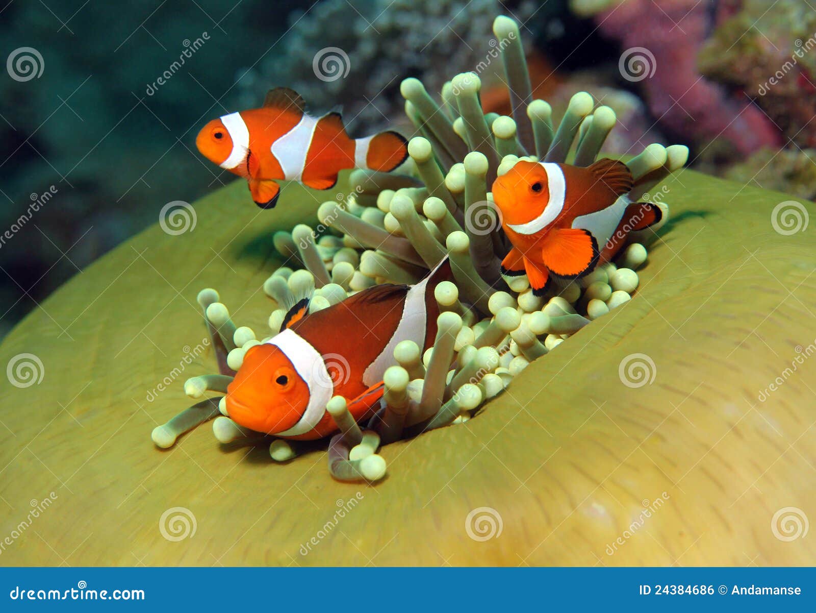Western Clown Anemonefish stock photo. Image of wild - 24384686