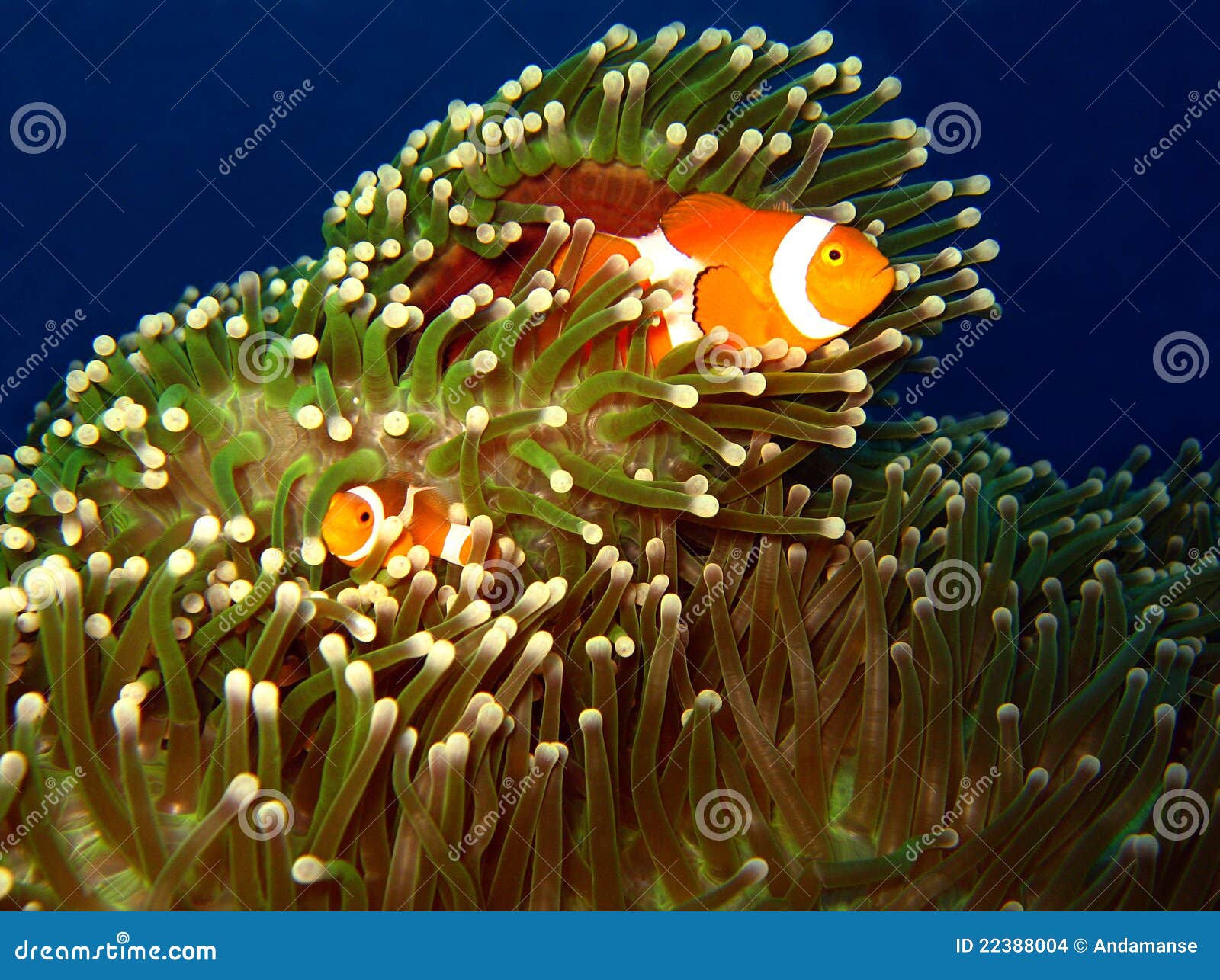 Western Clown-anemonefish Couple Stock Photo - Image of island, life ...
