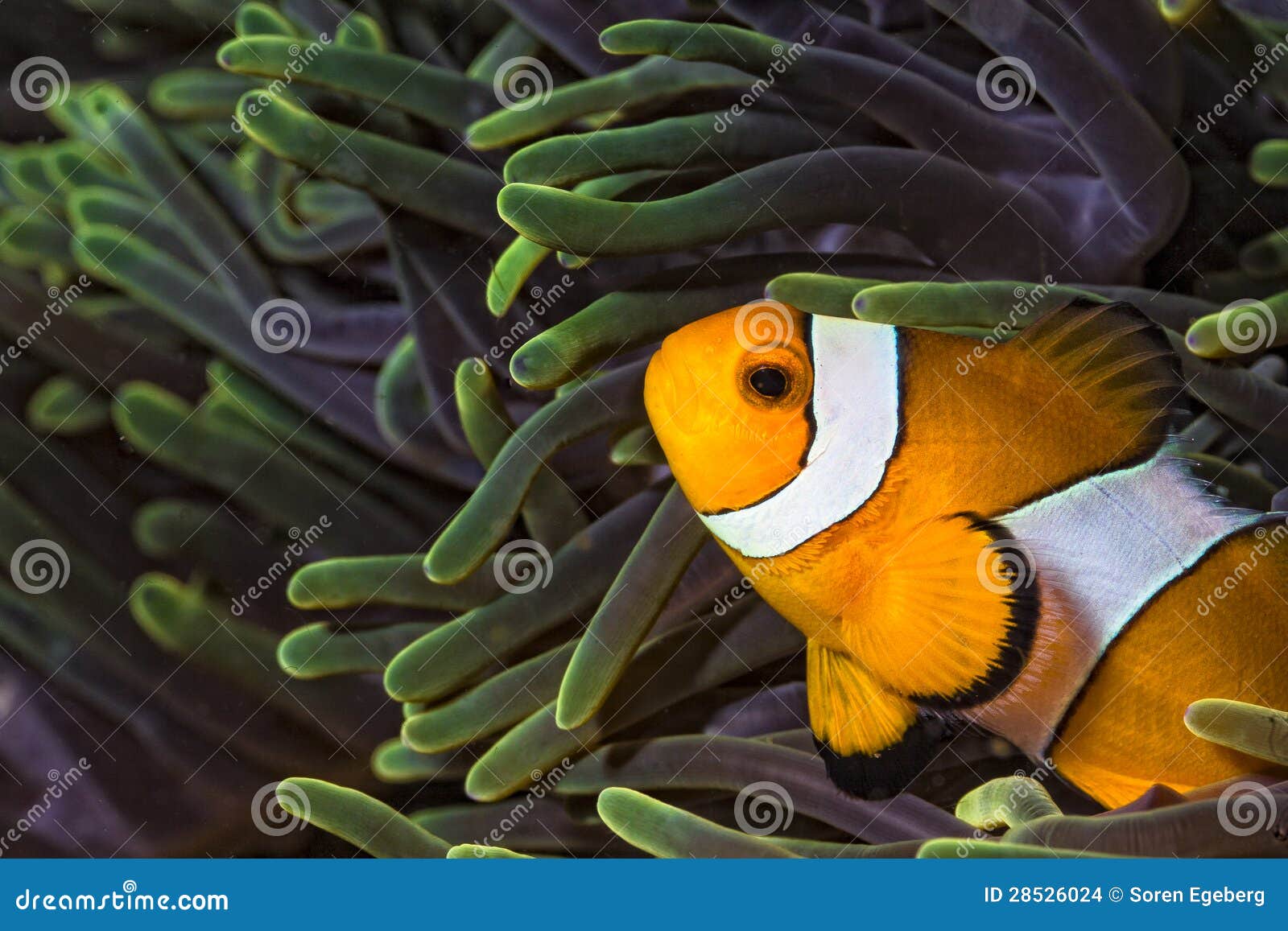 Western Clownfish stock photo. Image of western, activity - 28526024
