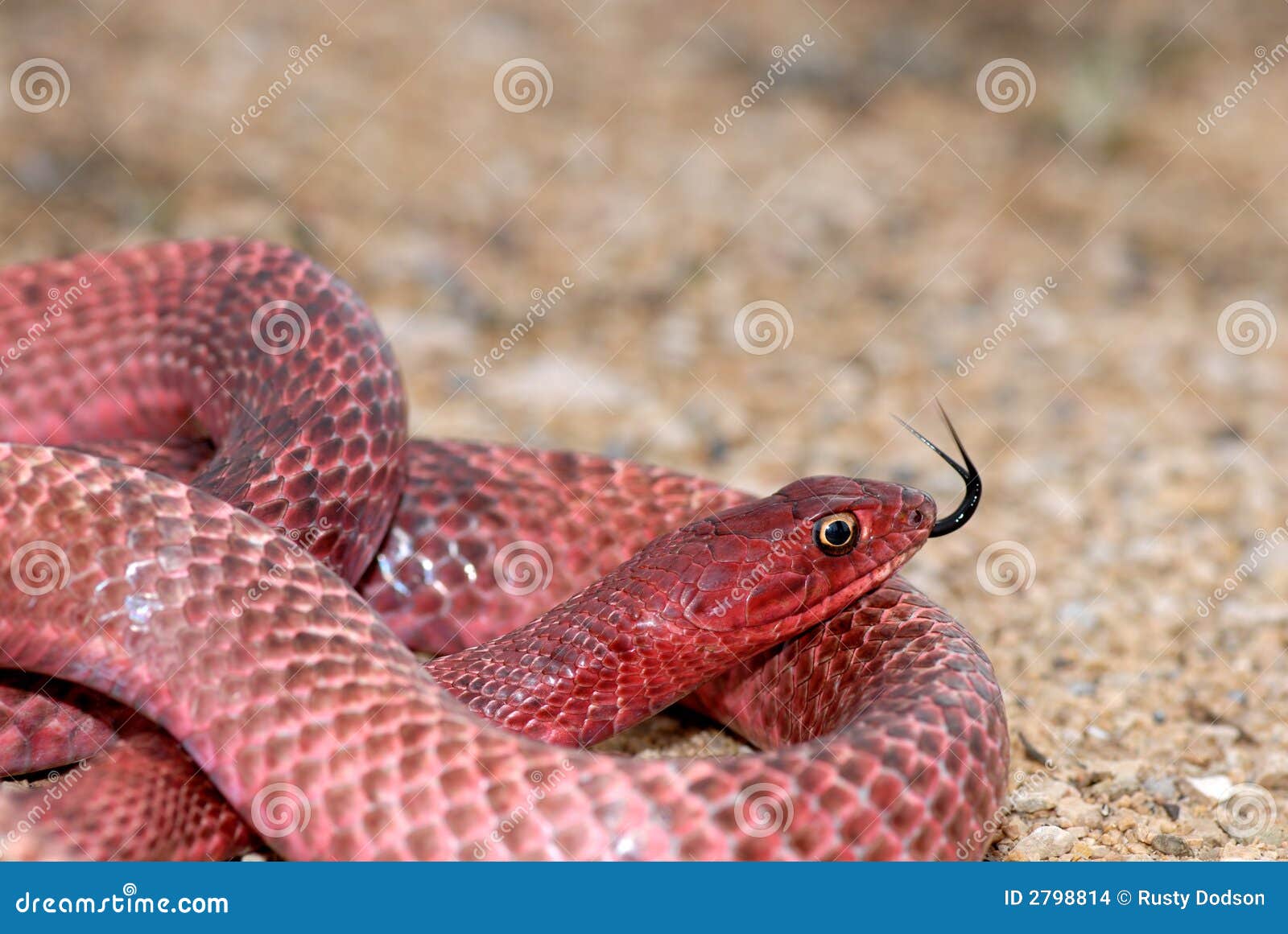 Western Coachwhip stock photo. Image of wildlife, hunt - 2798814