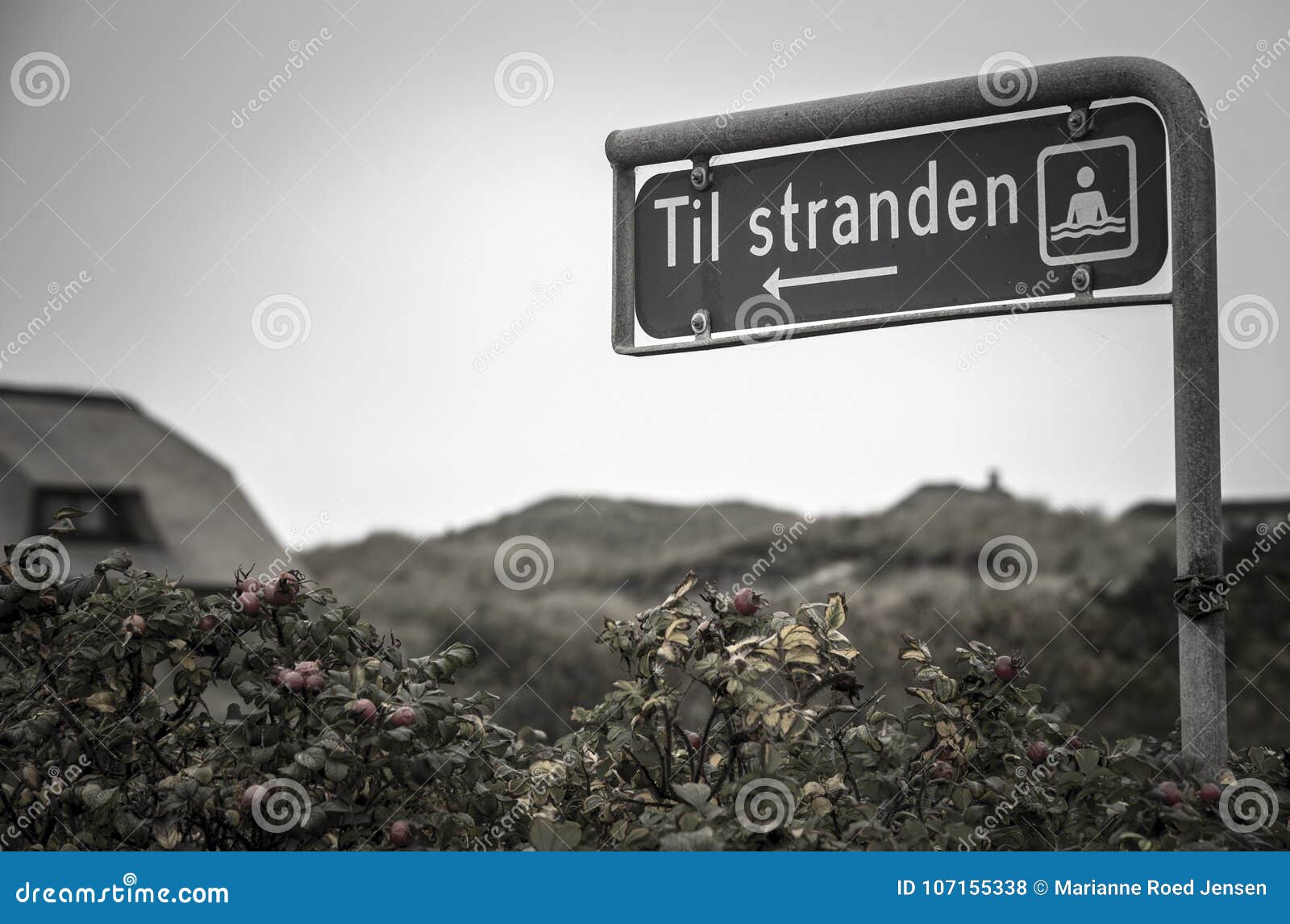 The Western Coast of Denmark Stock Photo - Image of nature, denmark ...