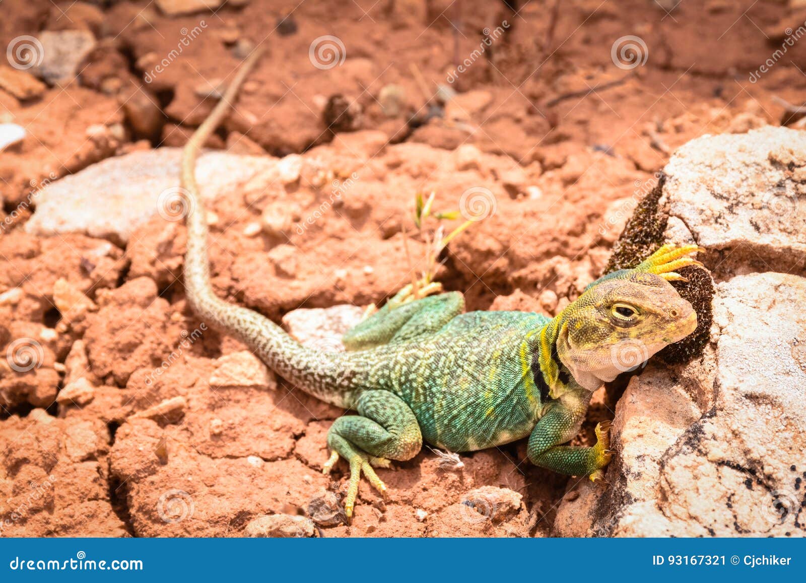 Western Collared Lizard Near Moab Utah Stock Image - Image of claw ...
