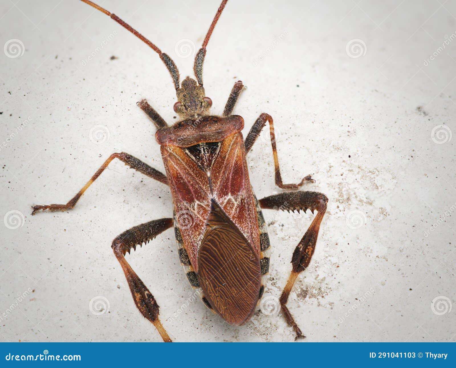 The Western Conifer Seed Bug Or Pine Seed Bug Leptoglossus Occidentalis Stock Image Image Of