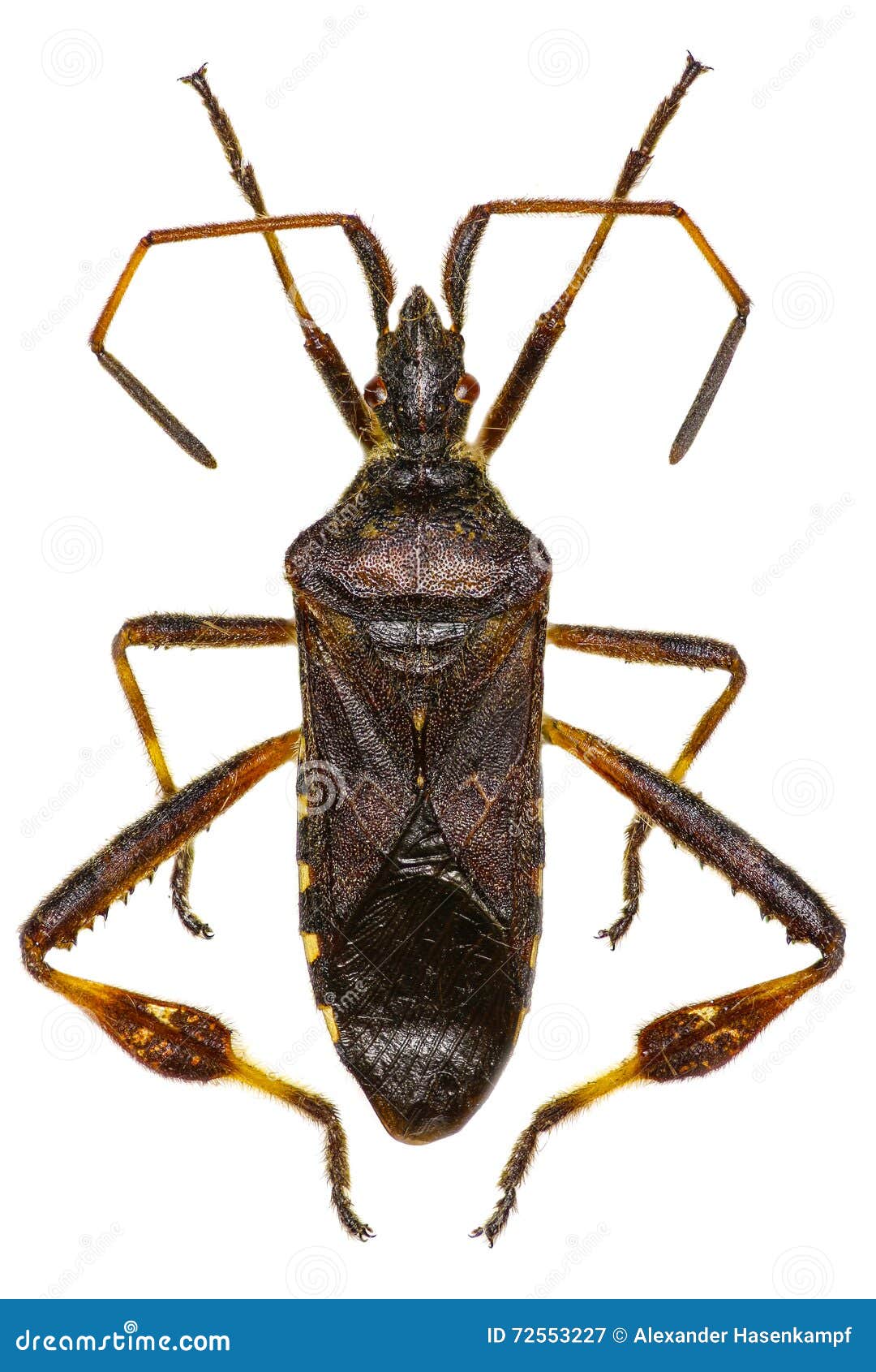 Western Conifer Seed Bug on White Background Stock Image - Image of ...