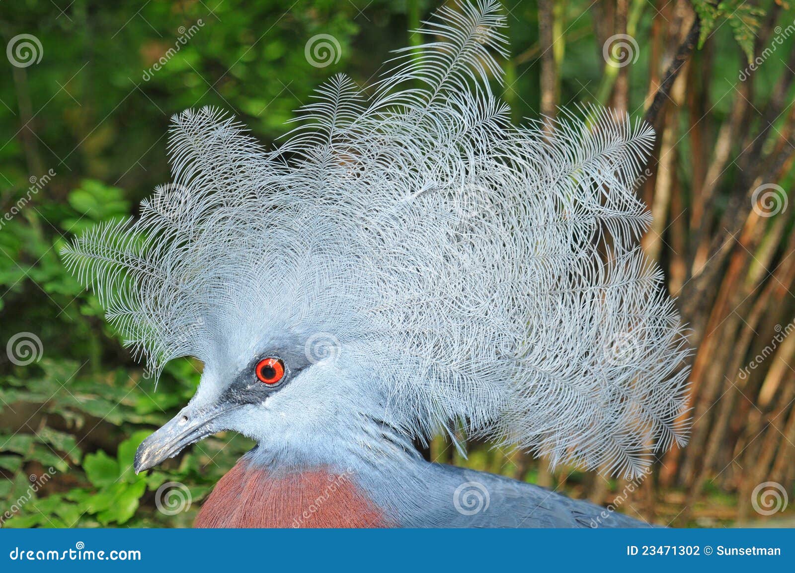 Western Crowned Pigeon stock photo. Image of wing, crown - 23471302