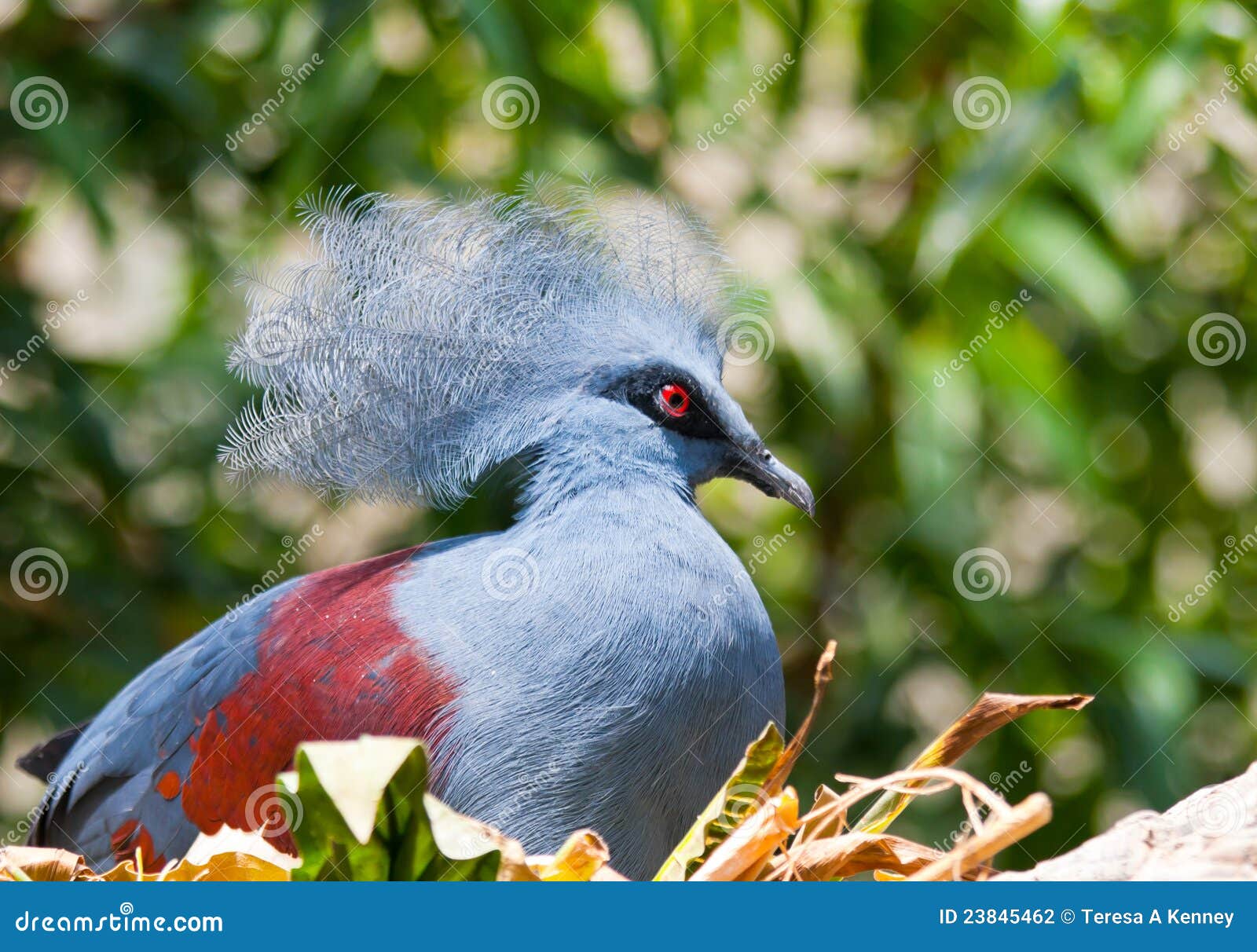 The Western Crowned Pigeon, Also Known As The Common Crowned Pigeon Or ...