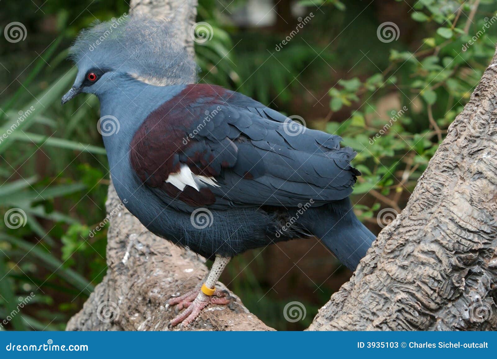 The Western Crowned Pigeon, Also Known As The Common Crowned Pigeon Or ...