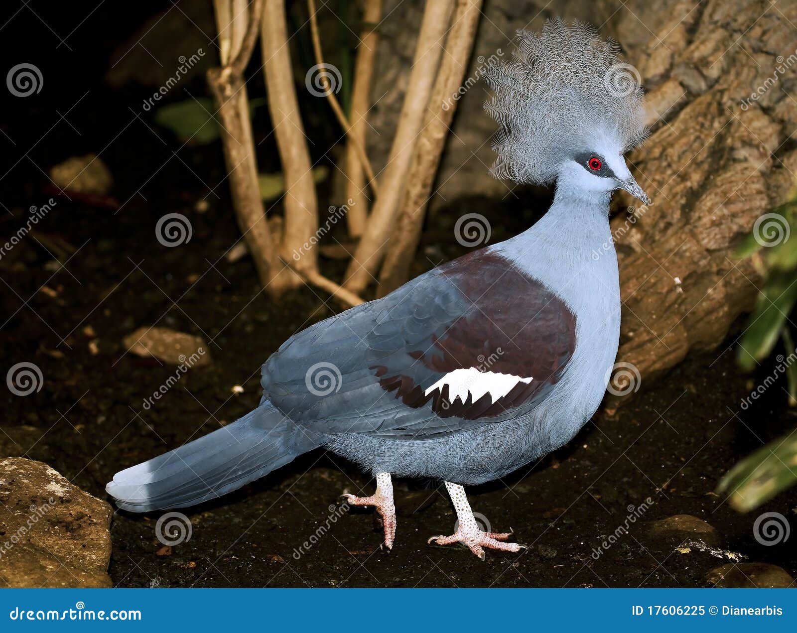 Western Crowned Pigeon (Goura Cristata) Stock Image - Image of ...