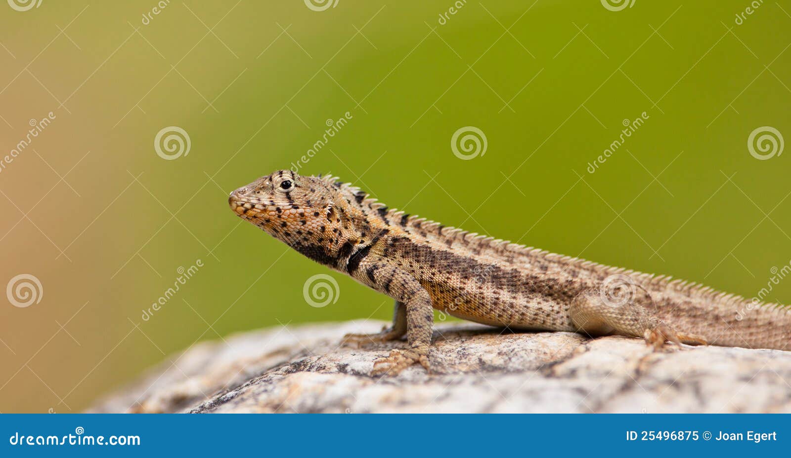 Western Curly-tailed Lizard Stock Image - Image of occipitalis ...