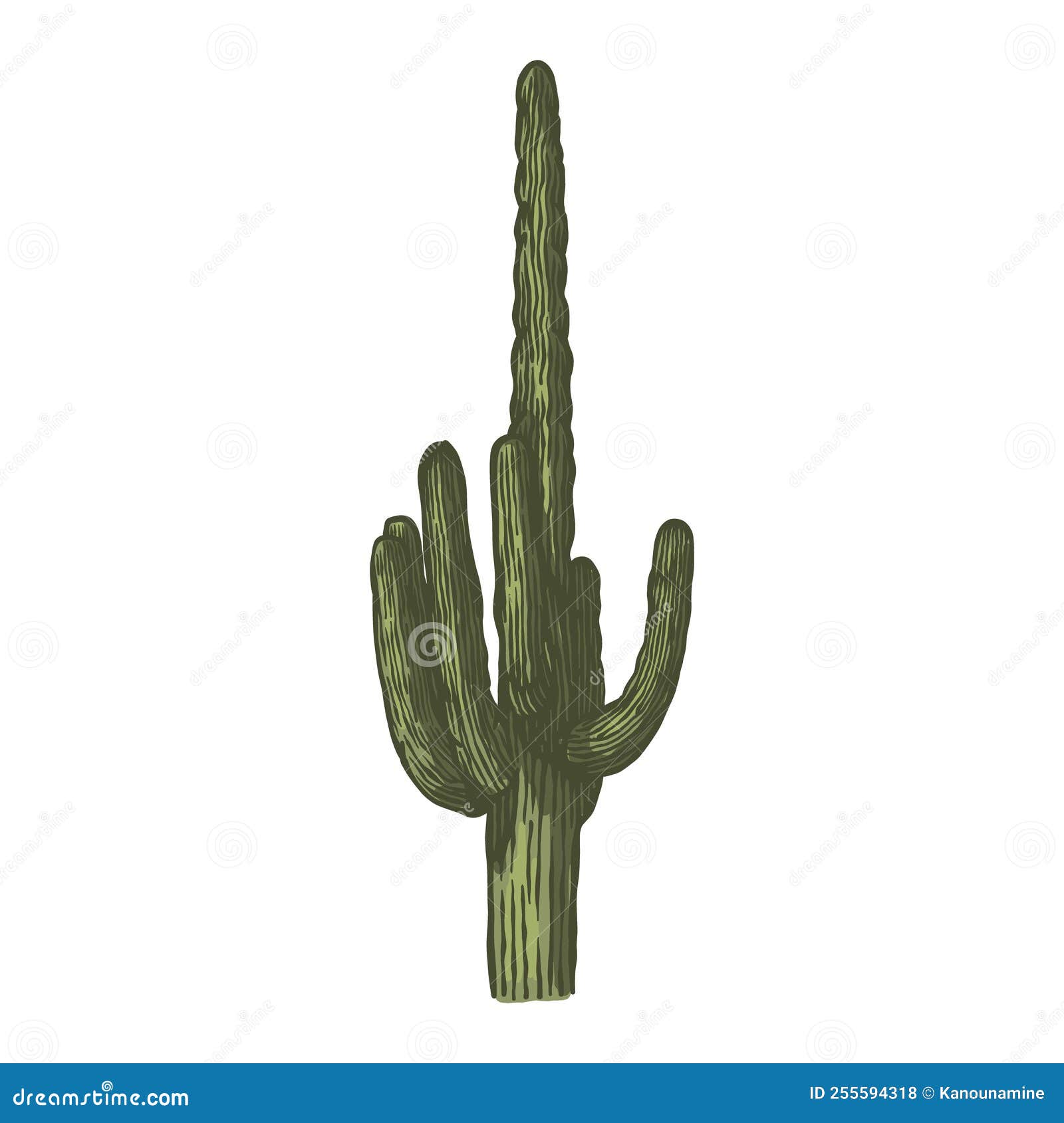 Western Desert Cactus Vector Hand Drawn Stock Illustration ...