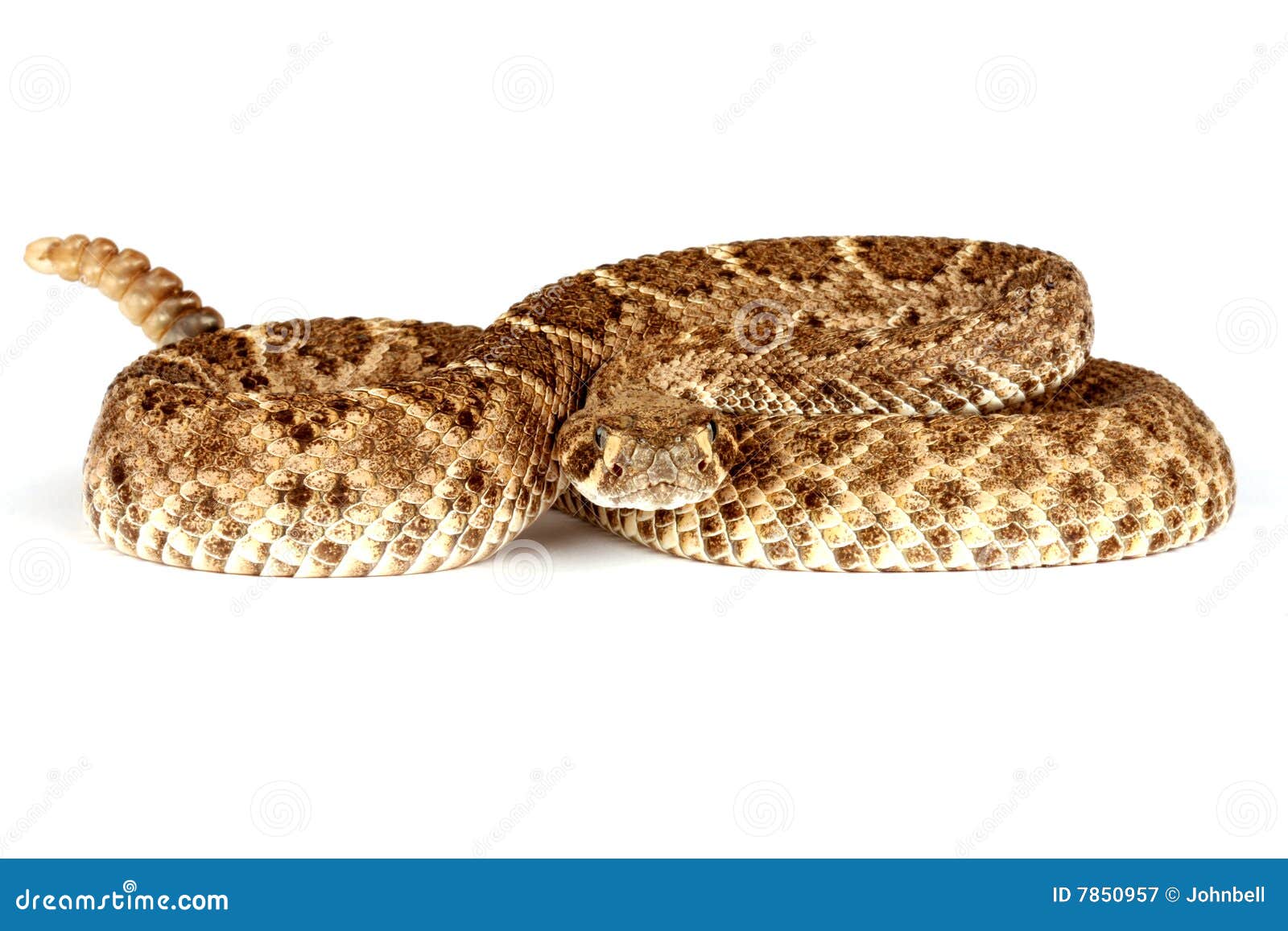 Western Diamondback. stock image. Image of animal, snake - 7850957