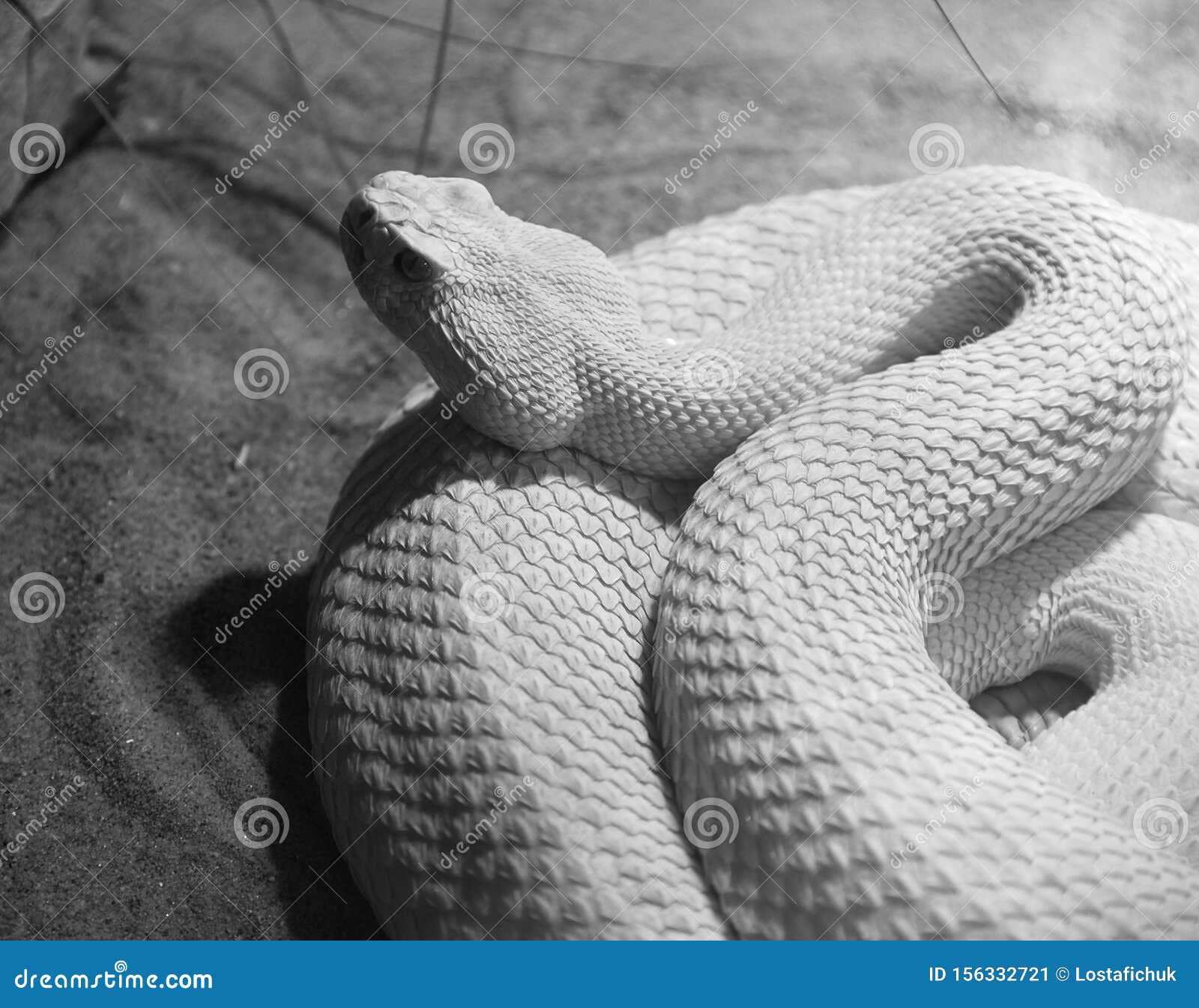 Western Diamondback Rattle Snake or Crotalus Atrox Stock Image - Image ...