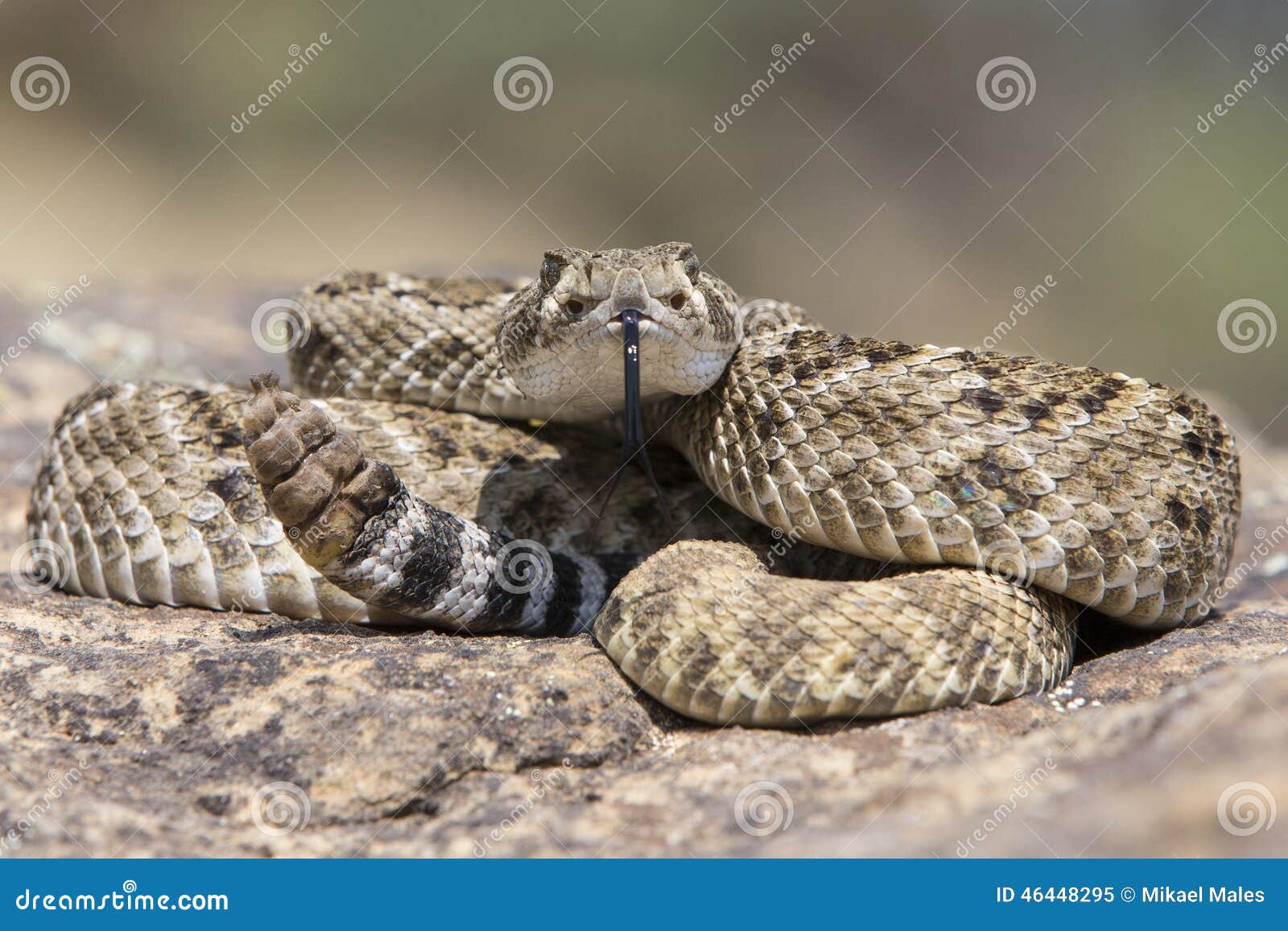Western Diamondback Rattlesnake Or Texas Diamond-back (Crotalus Atrox ...