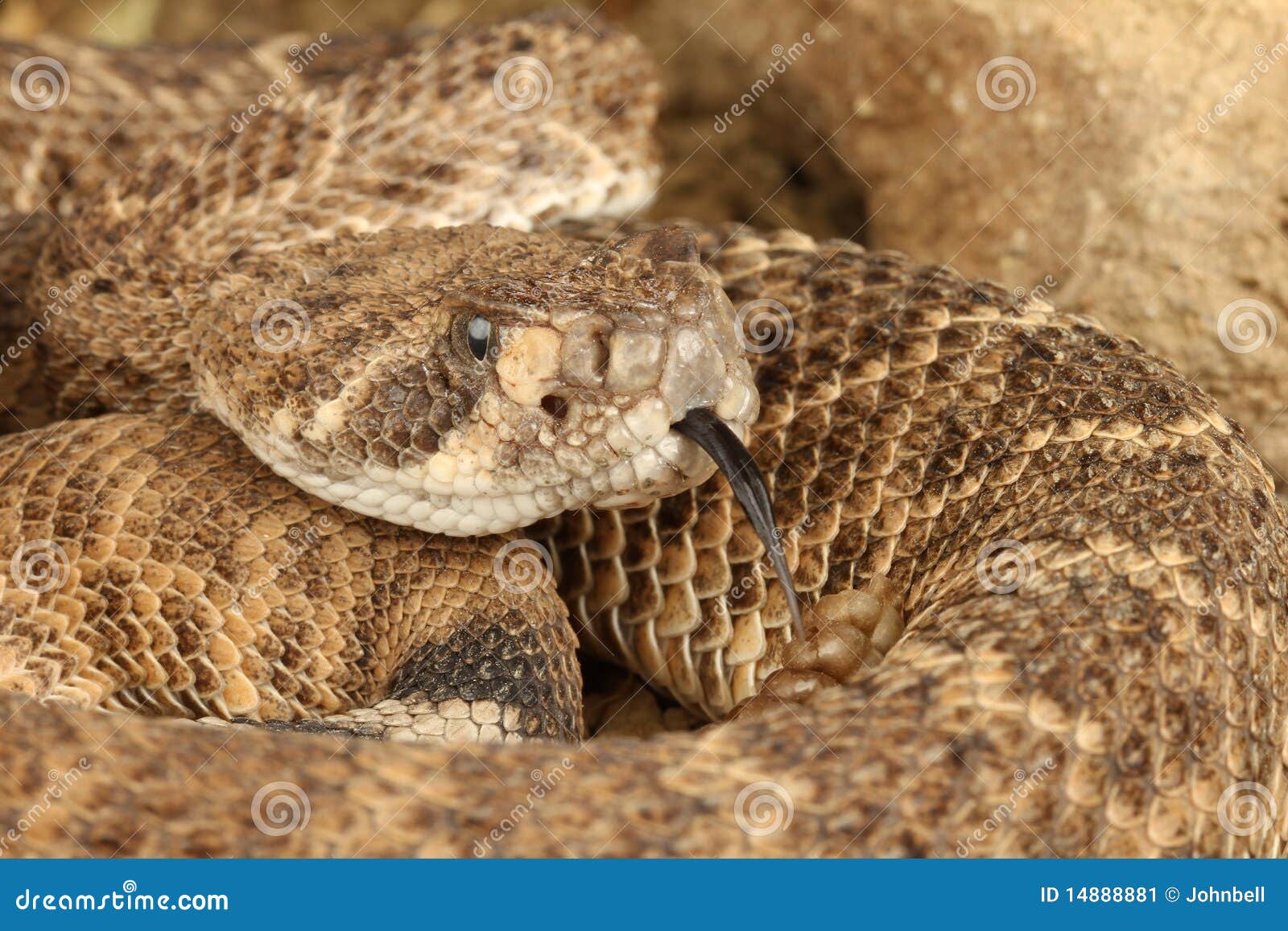 Western Diamondback Rattlesnake Stock Image - Image of animal ...