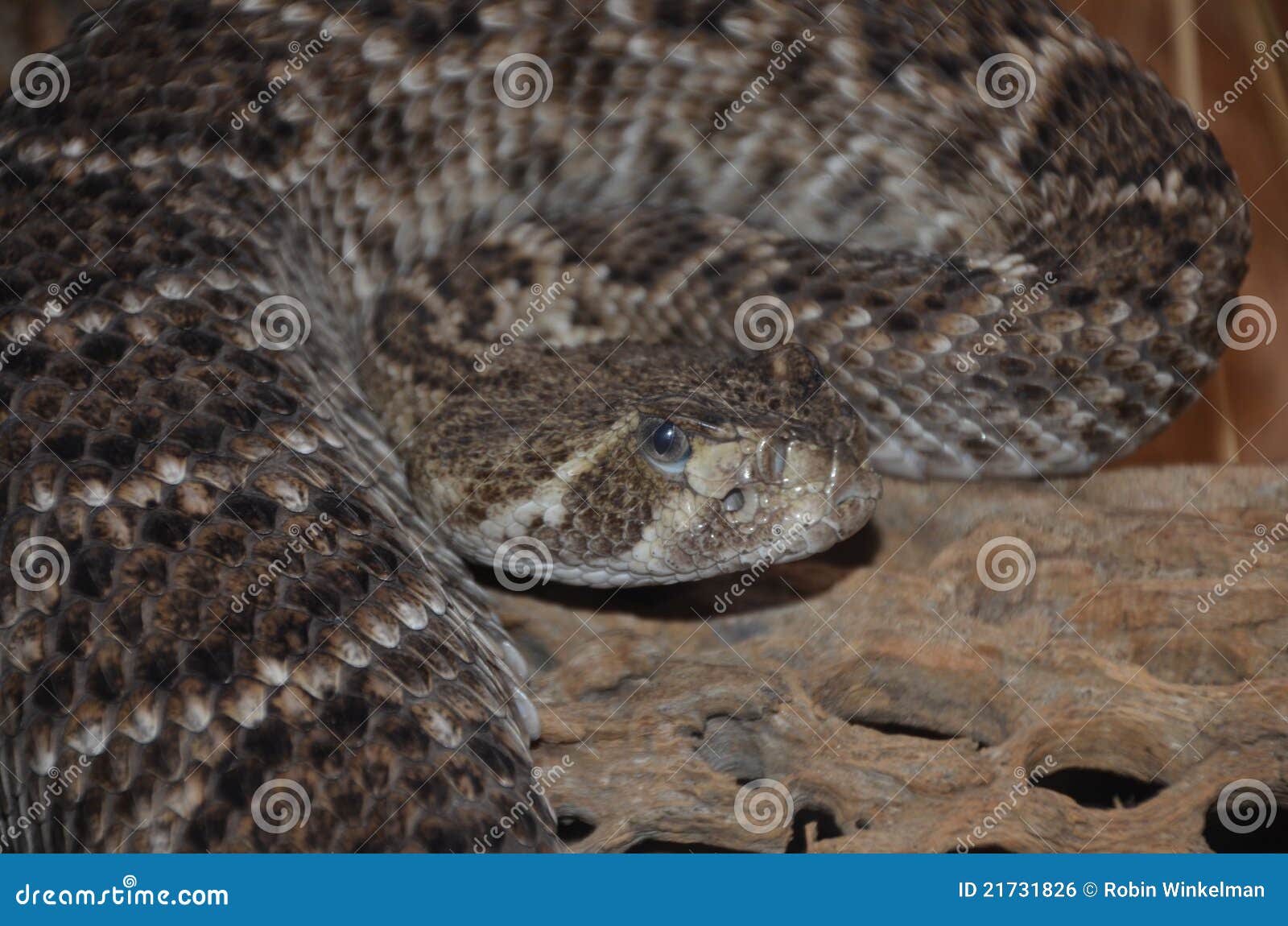 Western Diamondback Rattlesnake Head
