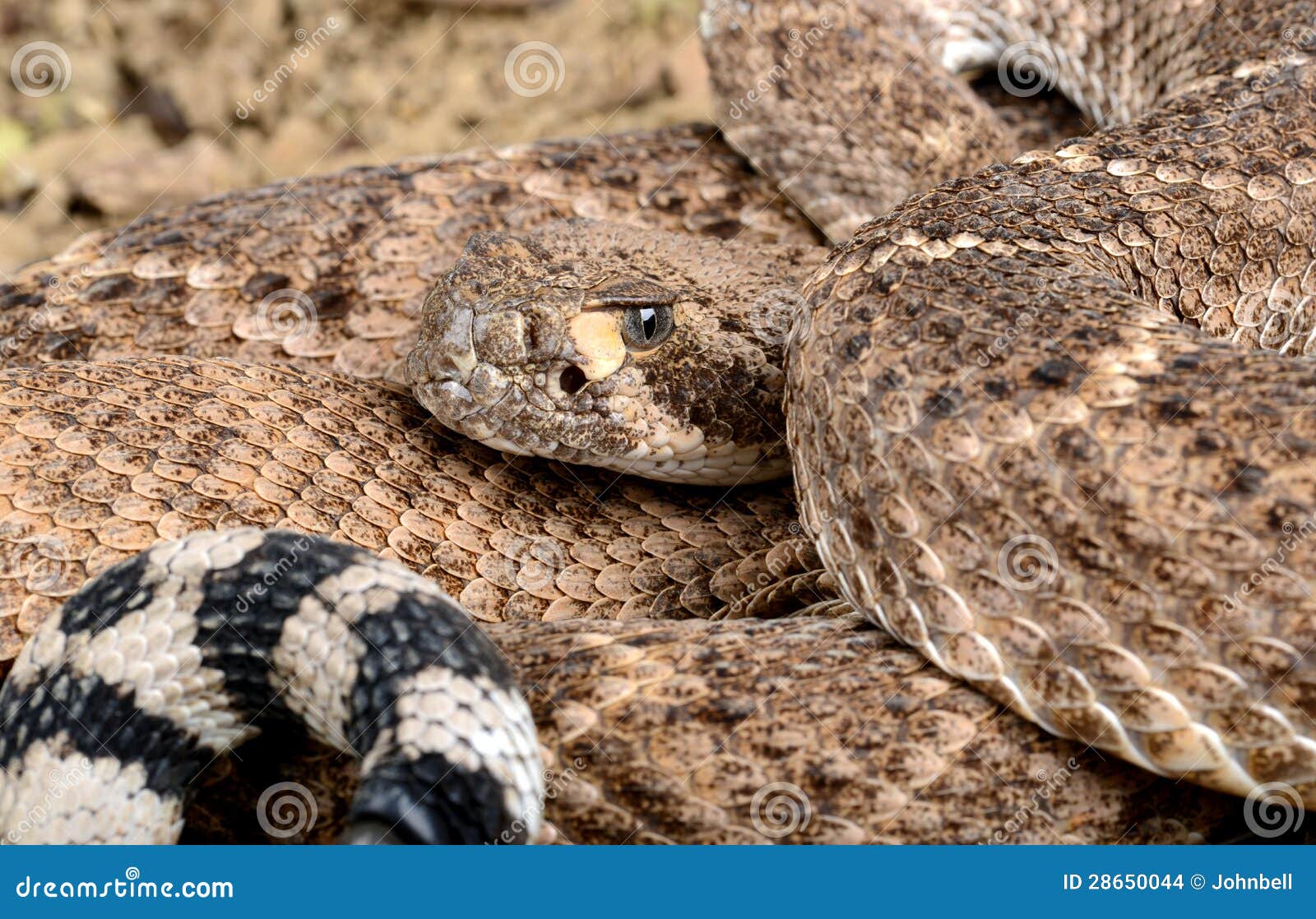 Western Diamondback Rattlesnake. Stock Photo - Image of scales ...