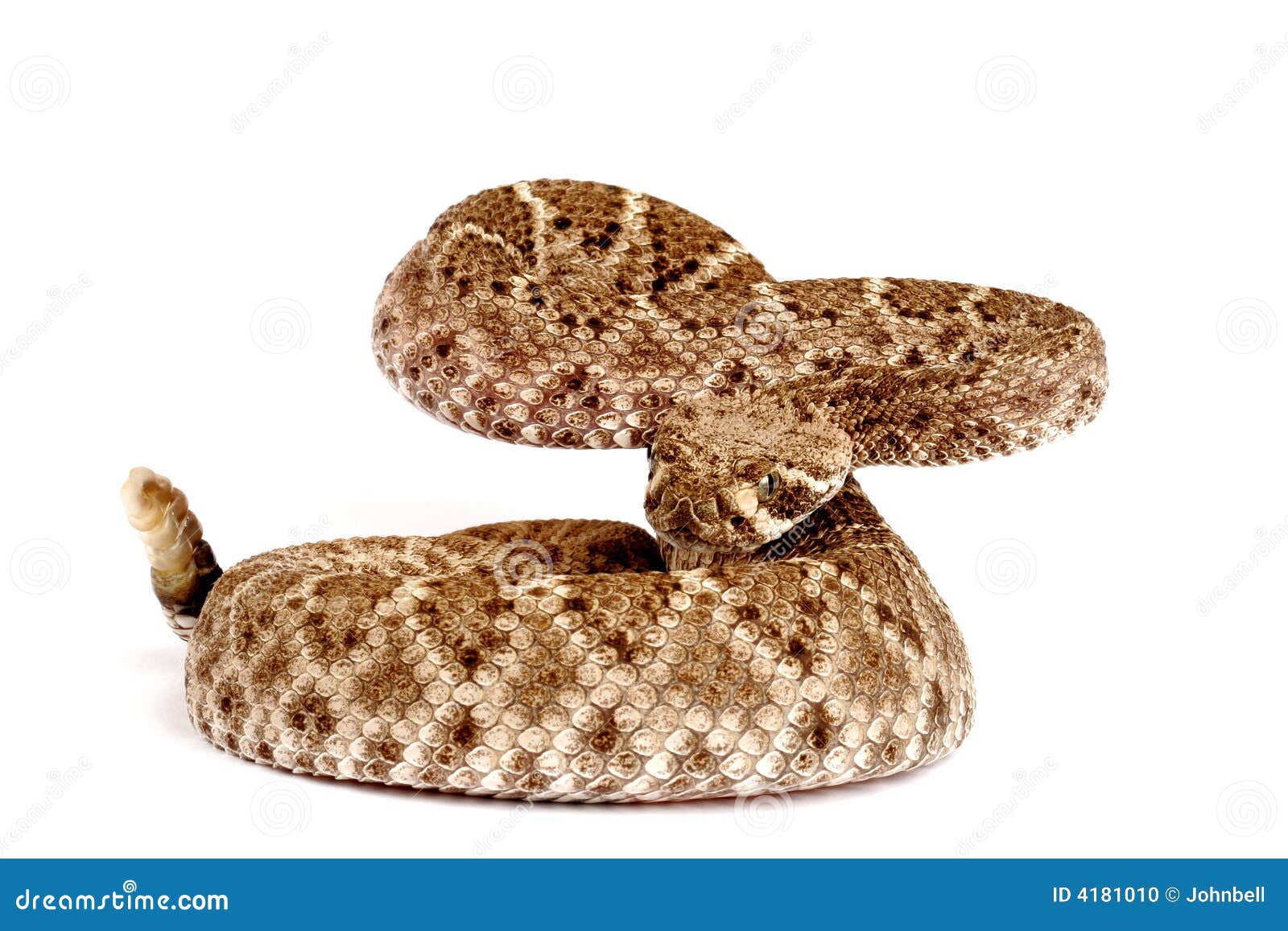 Western Diamondback Rattlesnake Stock Photo - Image of wildlife ...