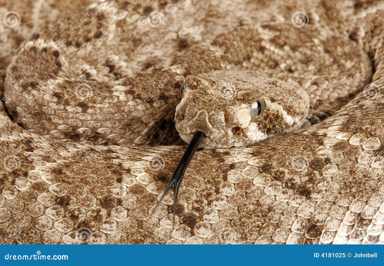Western Diamondback Rattlesnake Stock Image - Image of scary, wildlife ...