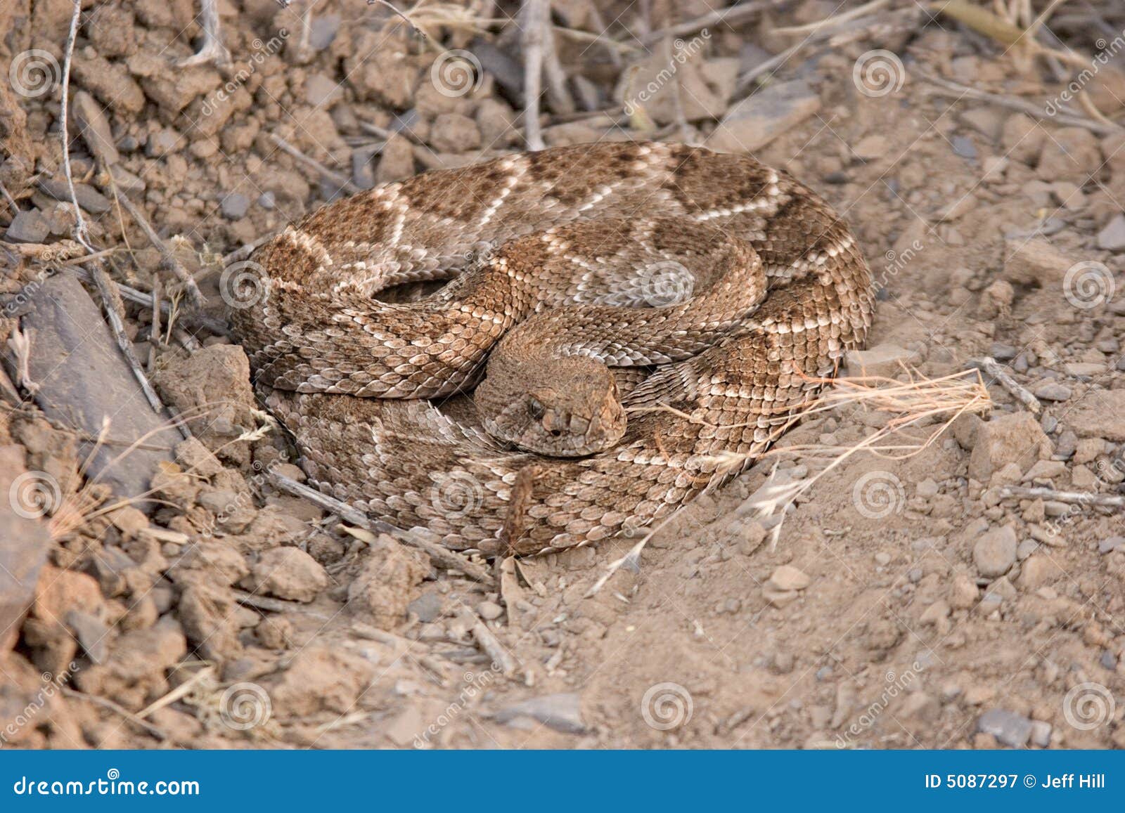 Western Diamondback Rattlesnake Stock Image - Image of strike, desert ...