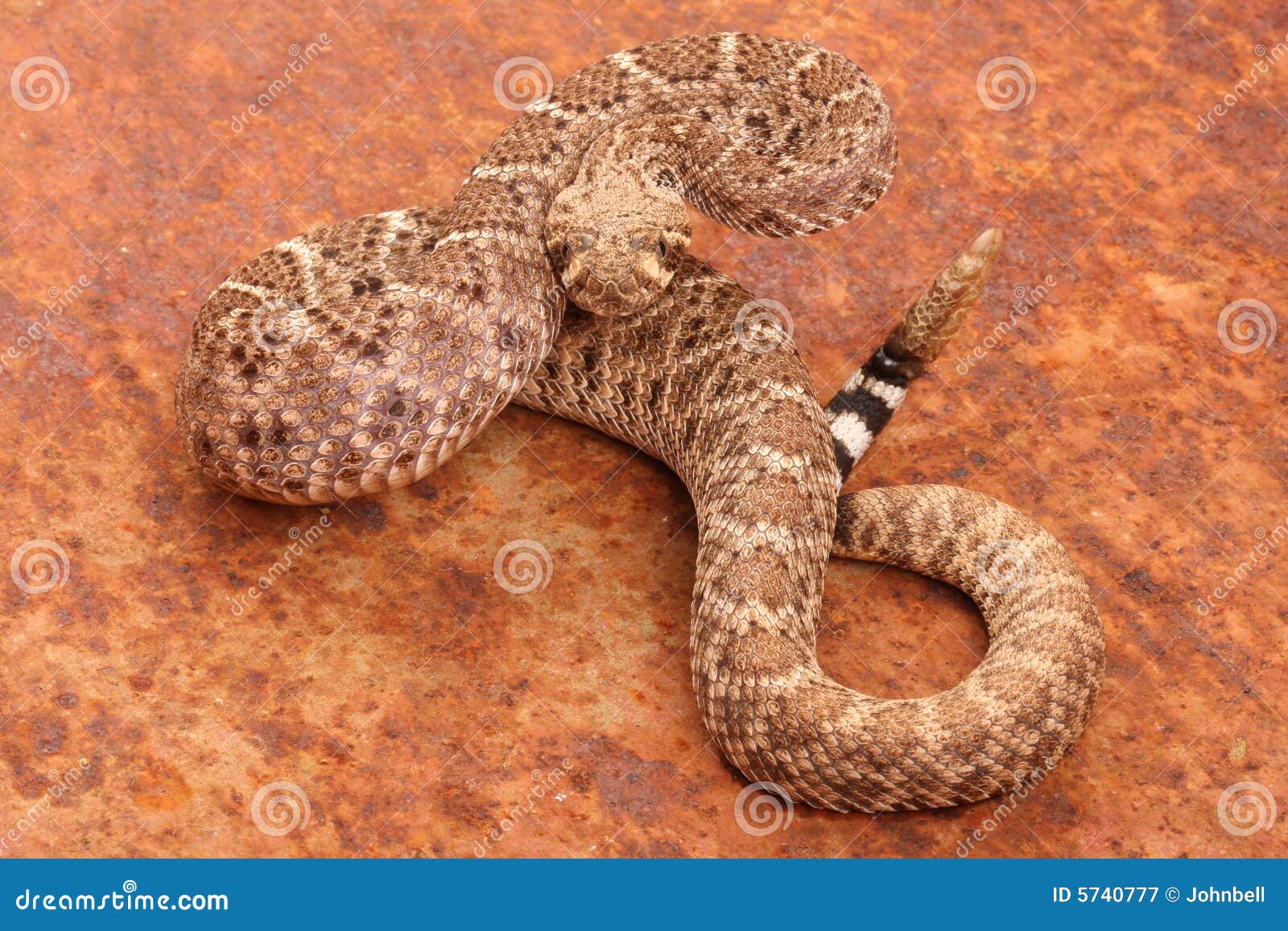 Western Diamondback Rattlesnake. Stock Image - Image of scales ...