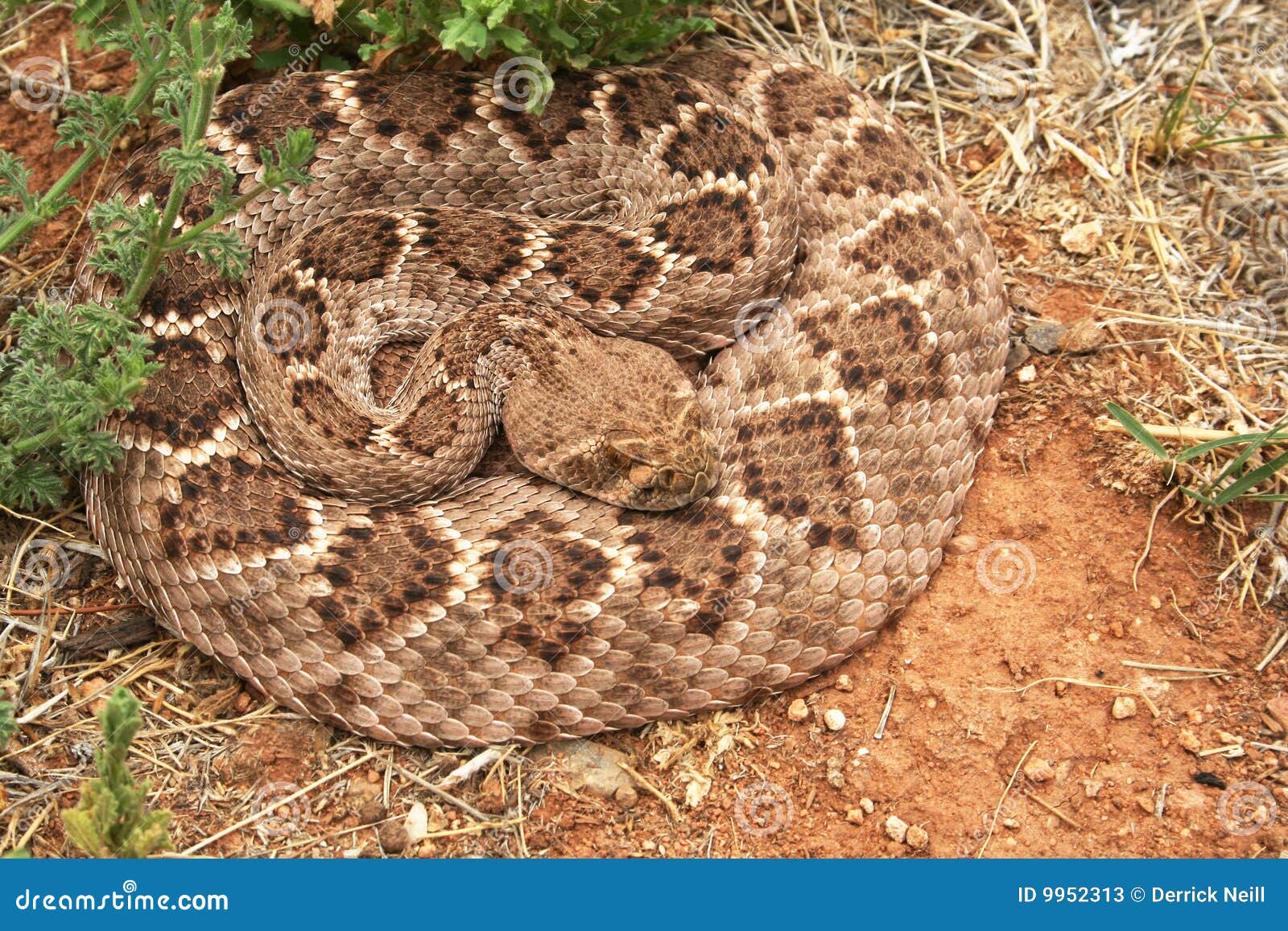 Western Diamondback Rattlesnake Stock Image - Image of rattler, gray ...
