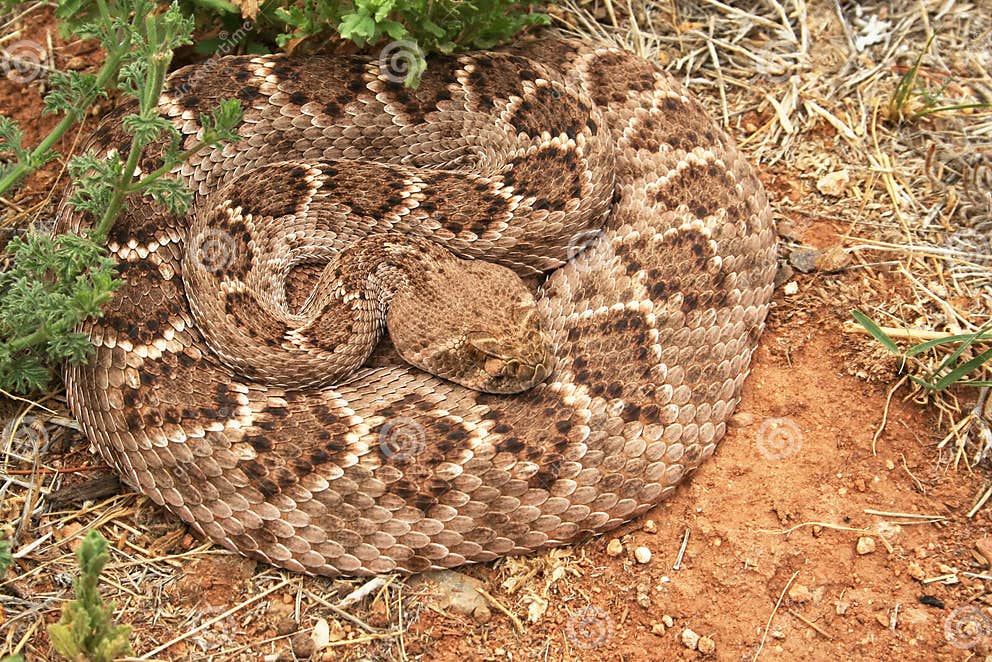 Western Diamondback Rattlesnake Stock Image - Image of rattler, gray ...