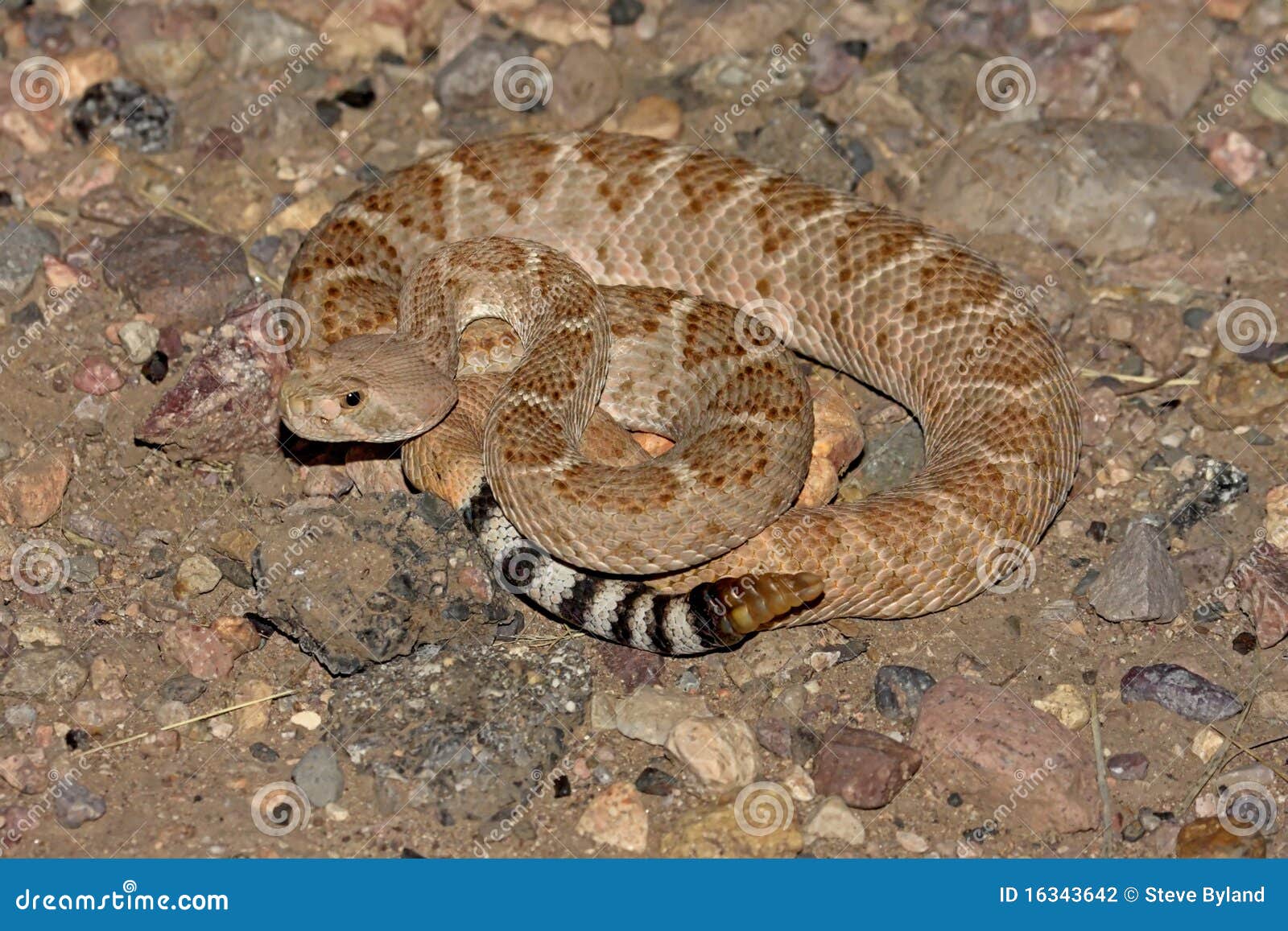Western Diamondback Rattlesnake (Crotalus Atrox) Stock Photo - Image of ...