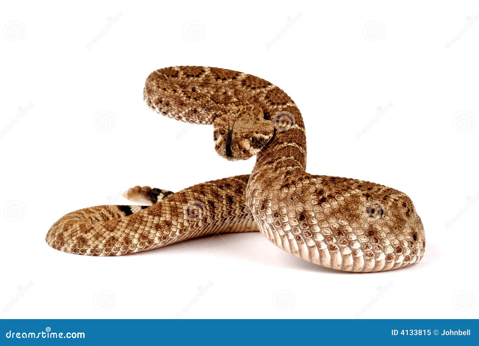 Western Diamondback Rattlesnake (Crotalus Atrox). Stock Image - Image ...