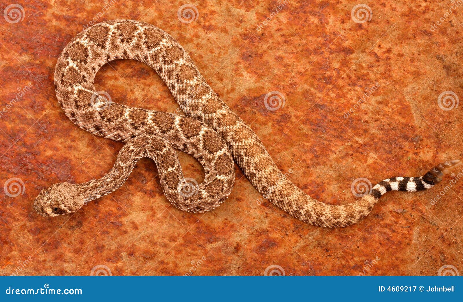 Western Diamondback Rattlesnake (Crotalus Atrox). Stock Image - Image ...