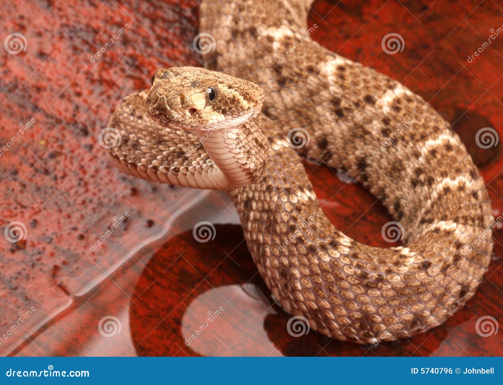 Western Diamondback Rattlesnake (Crotalus Atrox). Stock Photo - Image ...