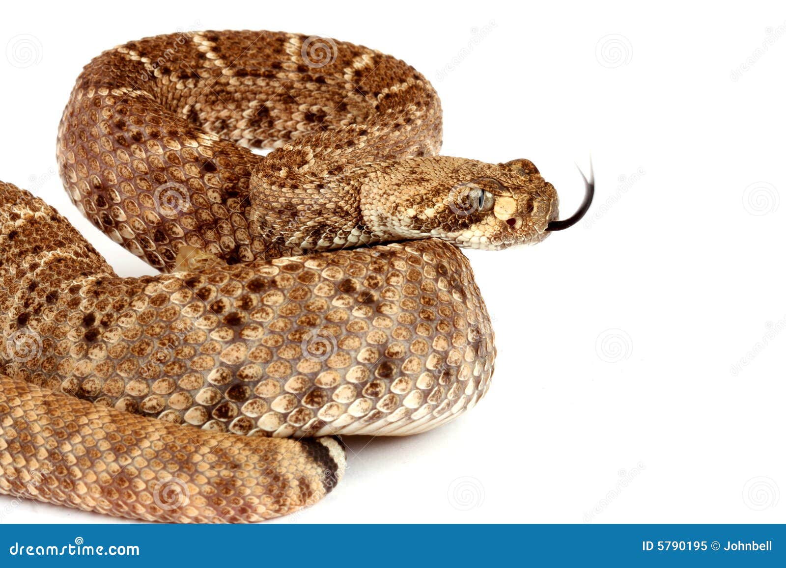 Western Diamondback Rattlesnake (Crotalus Atrox). Stock Image - Image ...