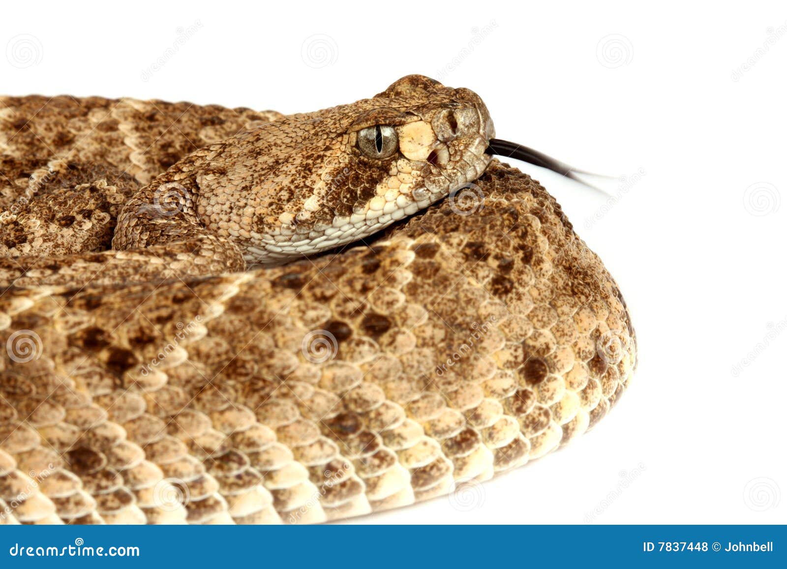 Western Diamondback Rattlesnake (Crotalus Atrox). Stock Photo - Image ...