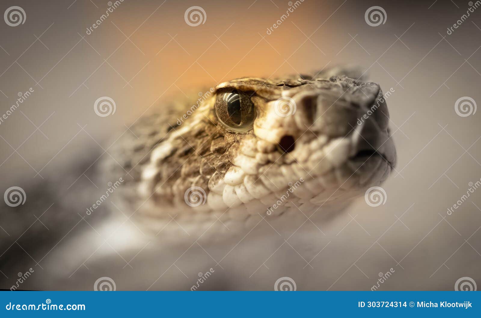 Western Diamondback Rattlesnake (Crotalus Atrox Stock Photo - Image of ...