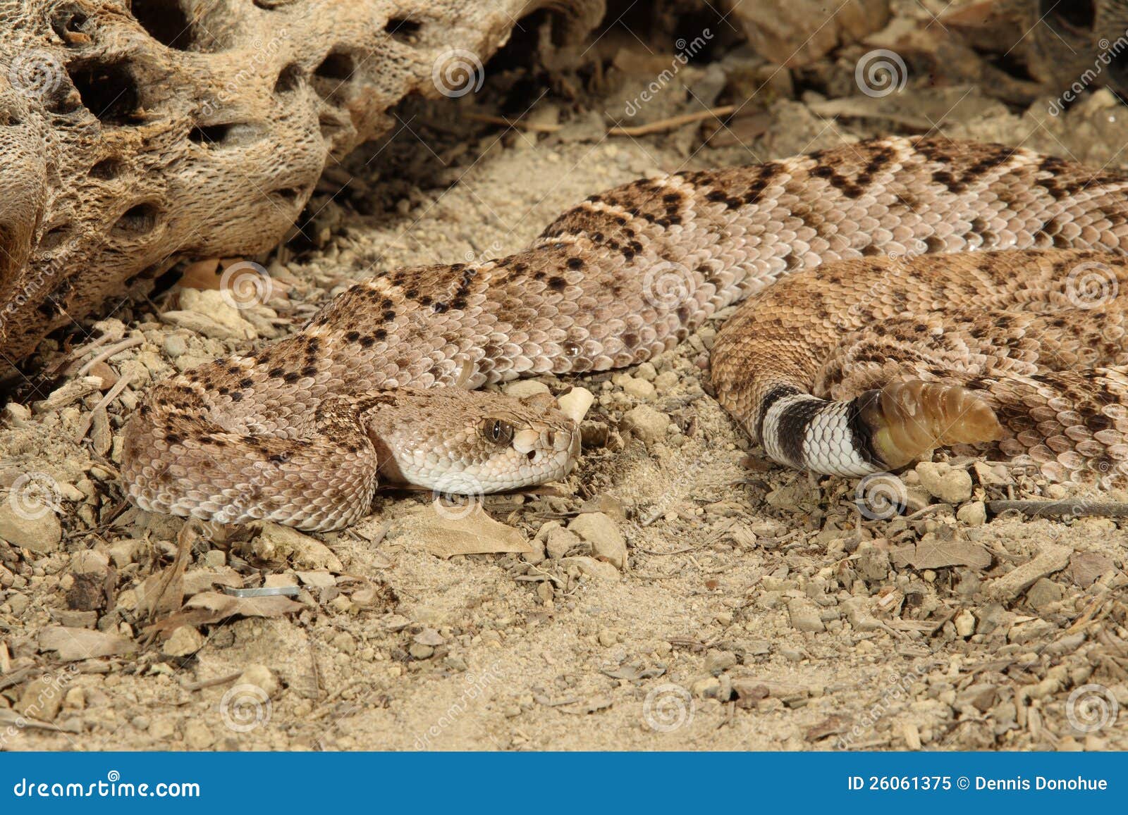 Western Diamondback Rattlesnake (light Colored) Stock Image - Image of ...