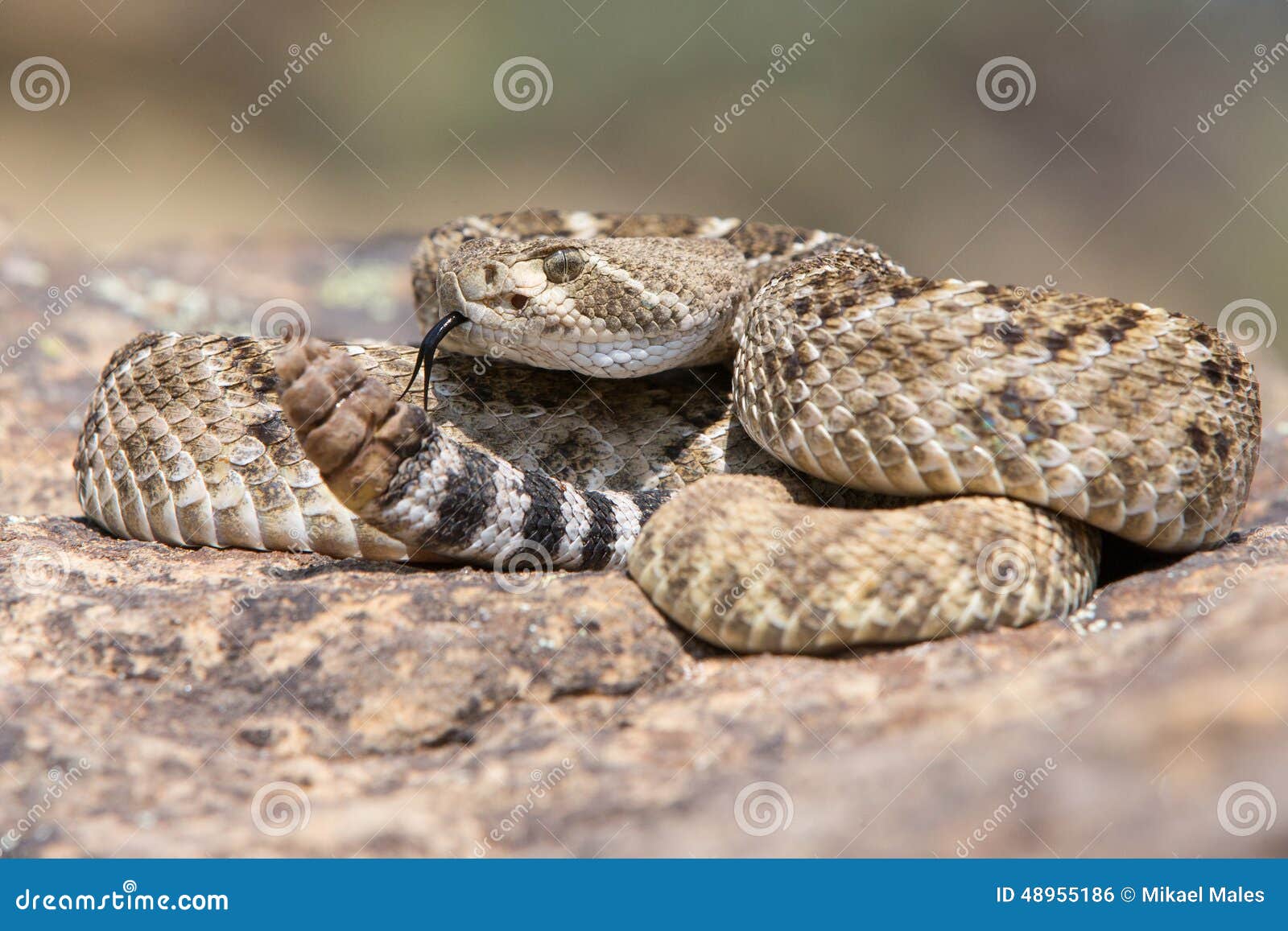 Western Diamondback Rattlesnake Posed To Strike Stock Photo - Image of ...