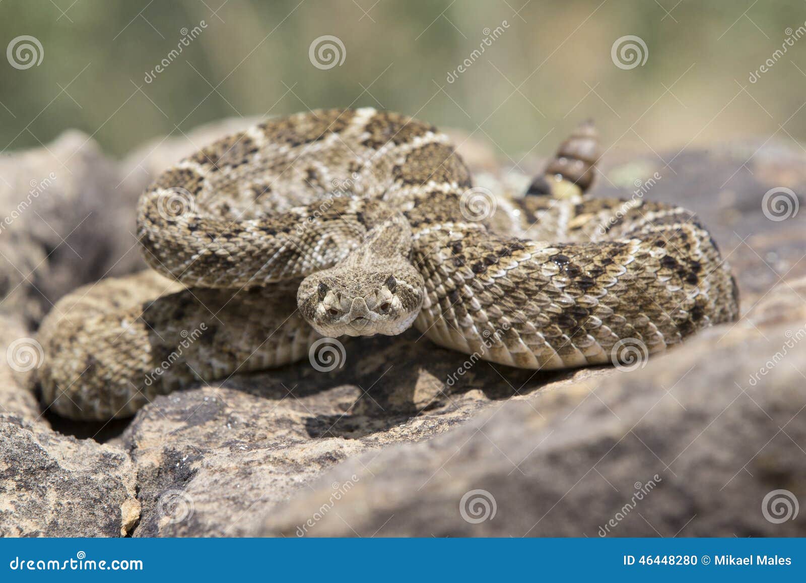 Western Diamondback Rattlesnake Ready To Strike Stock Photo - Image of ...