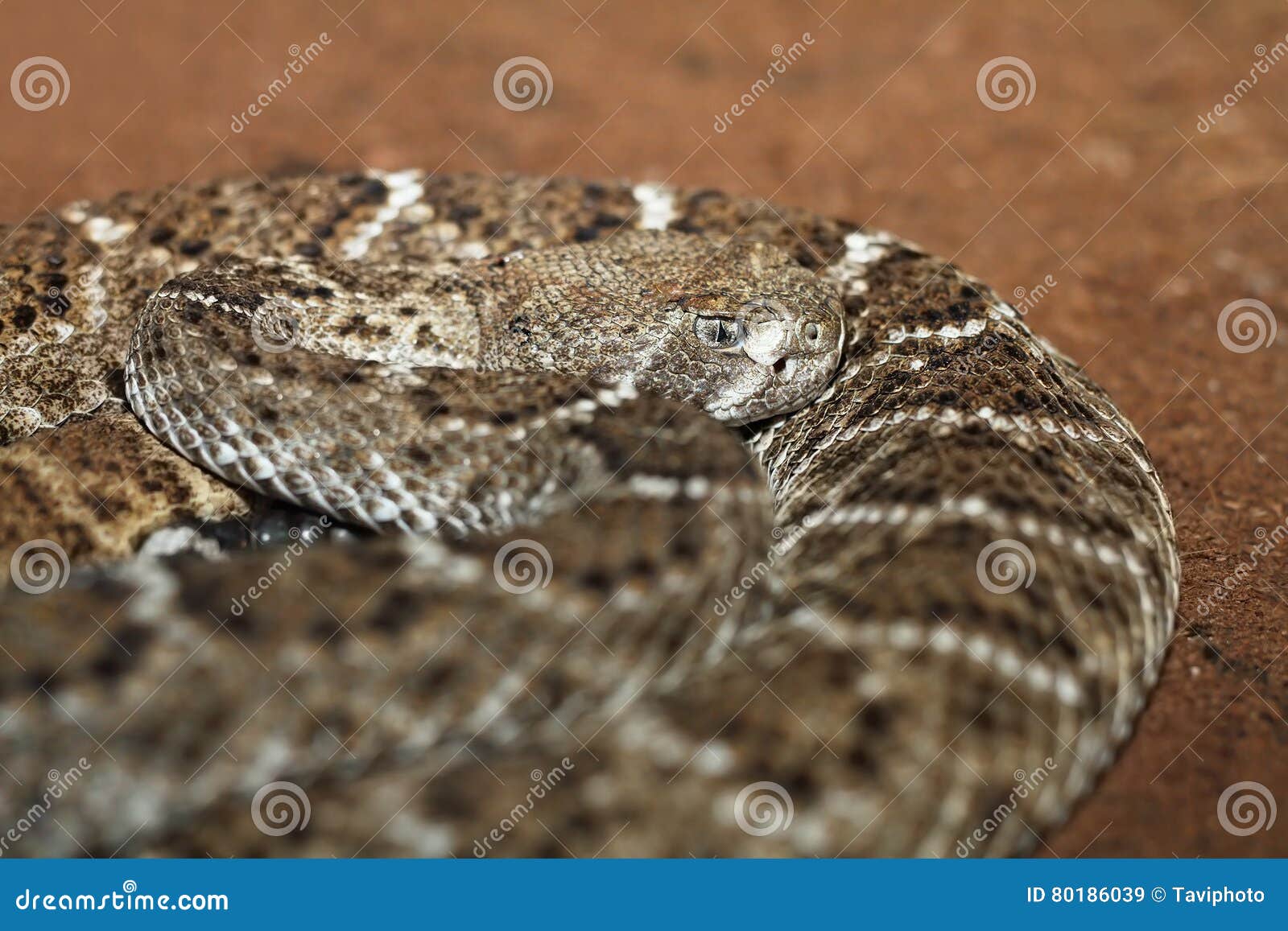 Western Diamondback Rattlesnake Stock Image - Image of diamondback ...