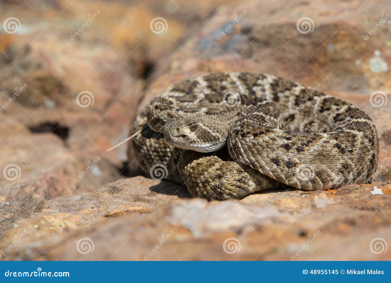 Western Diamondback Rattlesnake Sitting on Red Rock Stock Image - Image ...