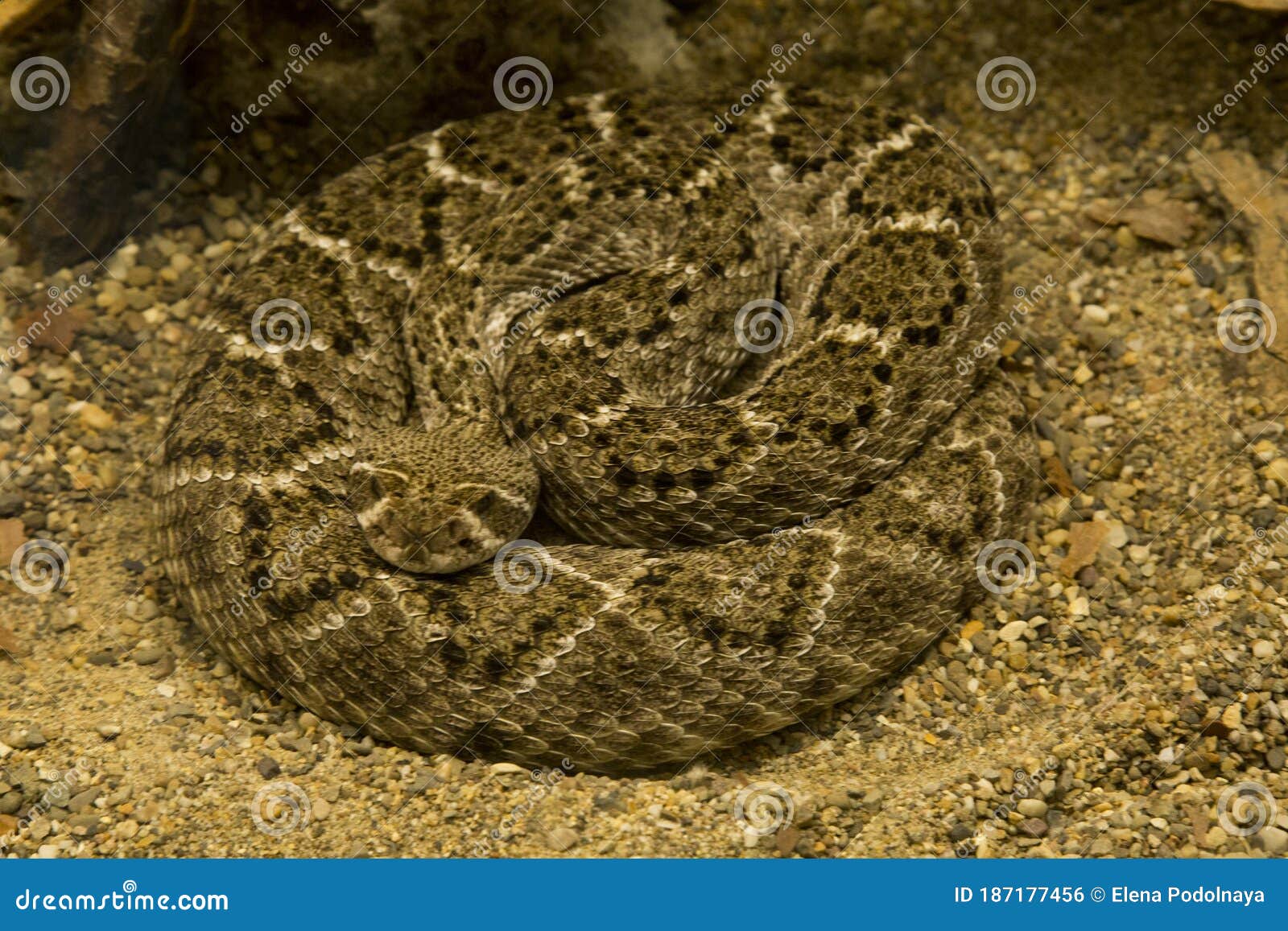 Western Diamondback Rattlesnake Crotalus Atrox. Stock Photo - Image of ...