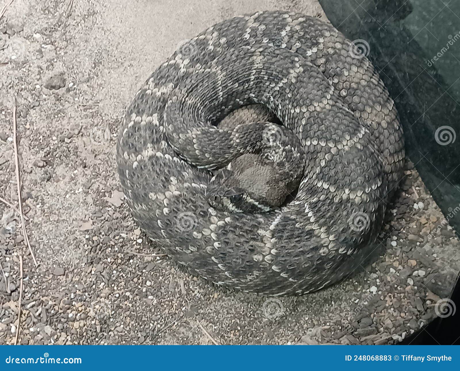 Western Dimond back snake stock image. Image of sculpture - 248068883