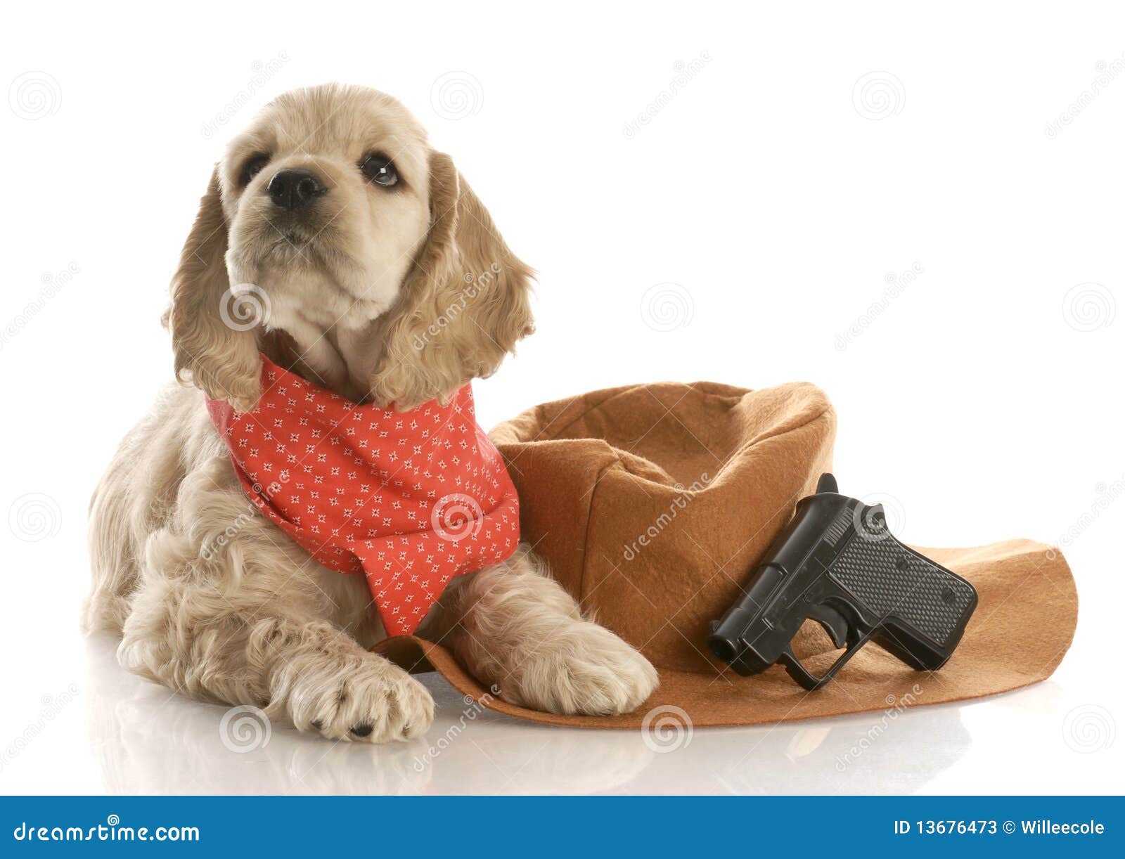 Western dog stock image. Image of canine, bandanna, breed - 13676473